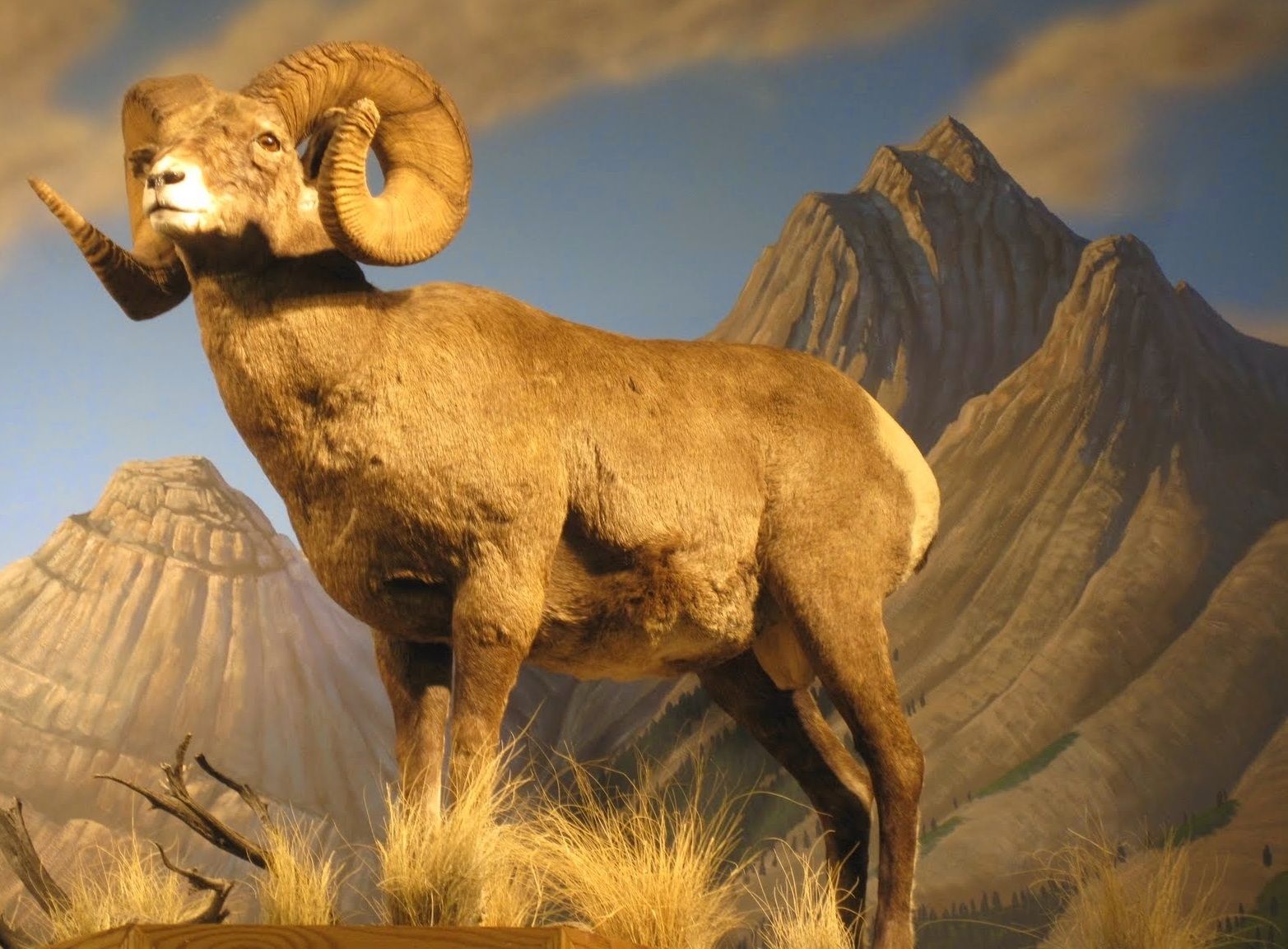 Bighorn Sheep Wallpapers - Wallpaper Cave
