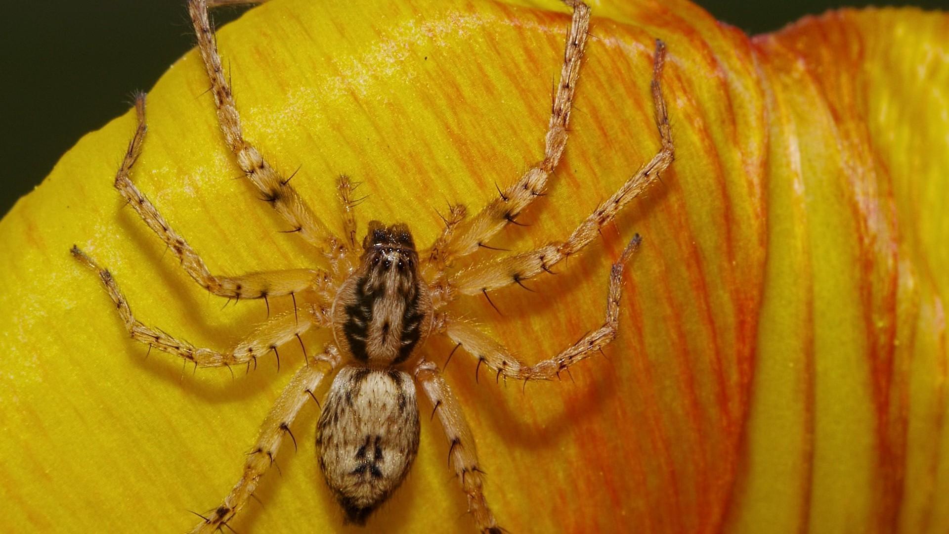 Spider Nature Wallpapers - Wallpaper Cave