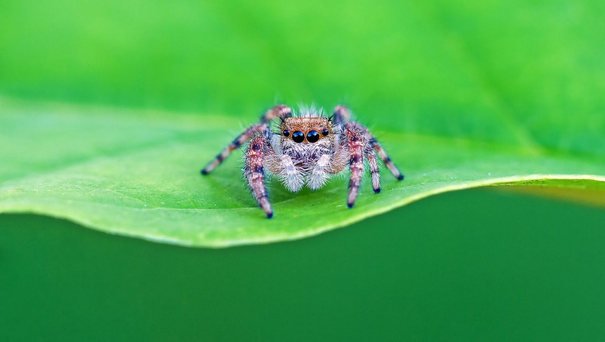 Spider Nature Wallpapers - Wallpaper Cave