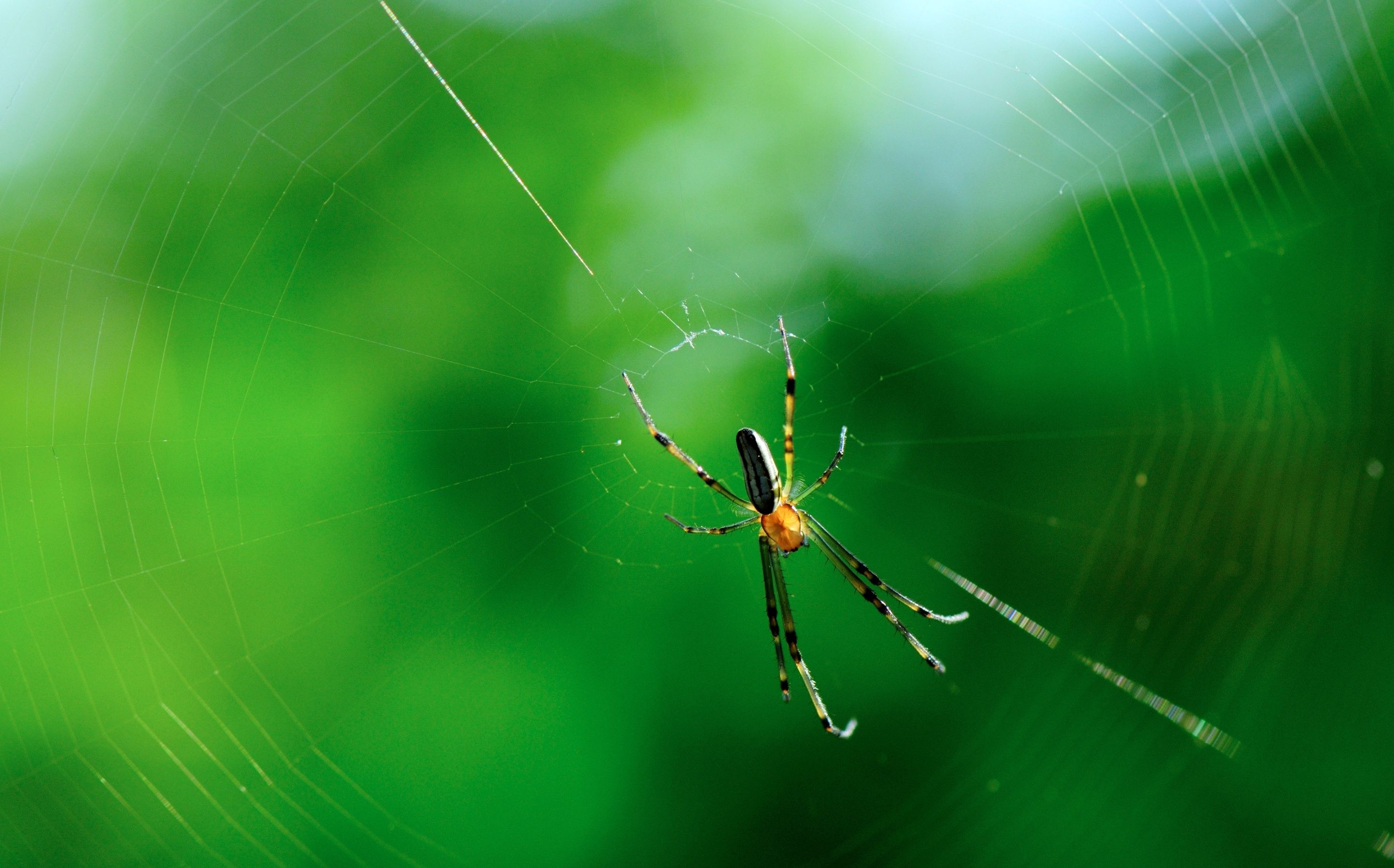 Spider Nature Wallpapers - Wallpaper Cave