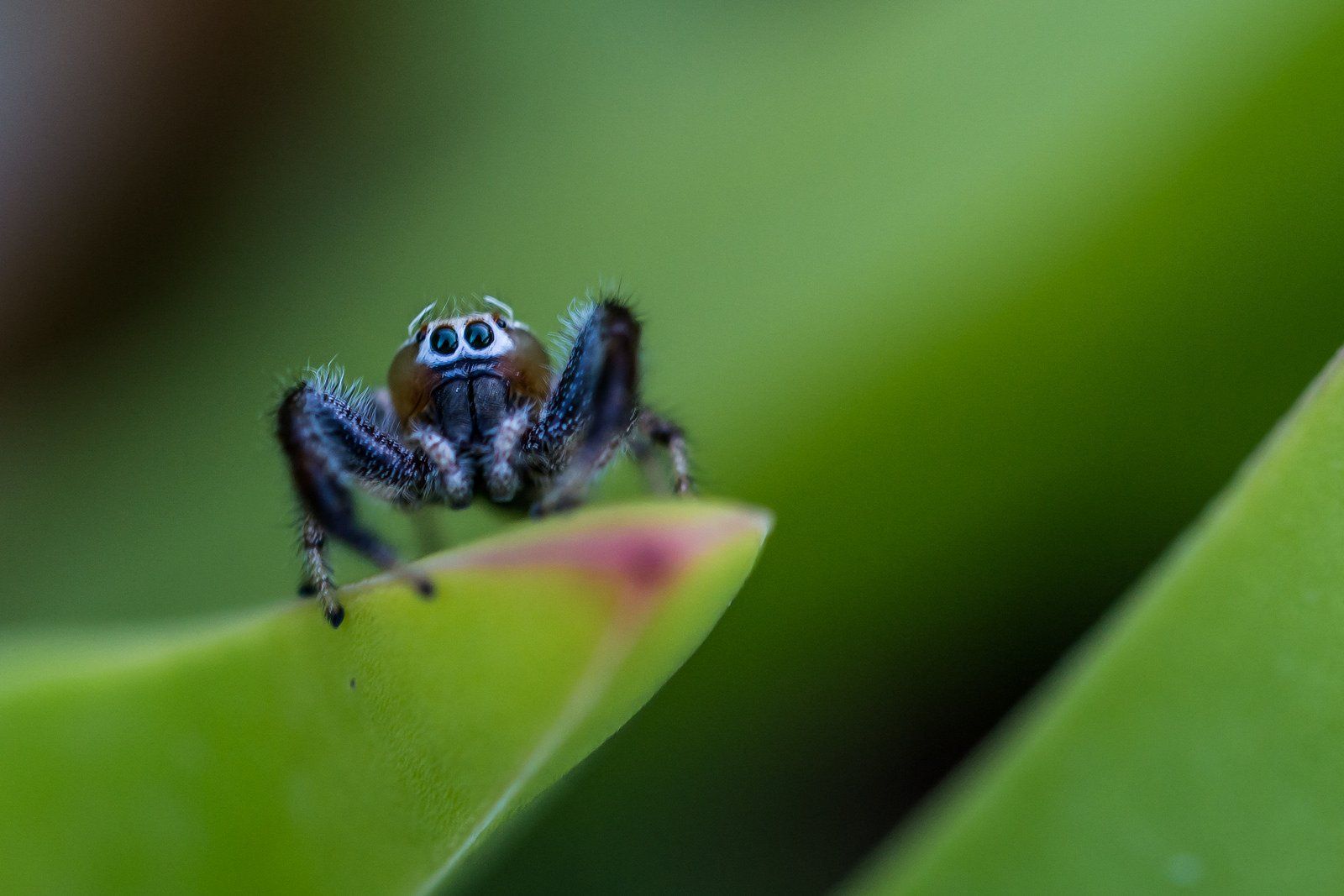 Spider Nature Wallpapers - Wallpaper Cave