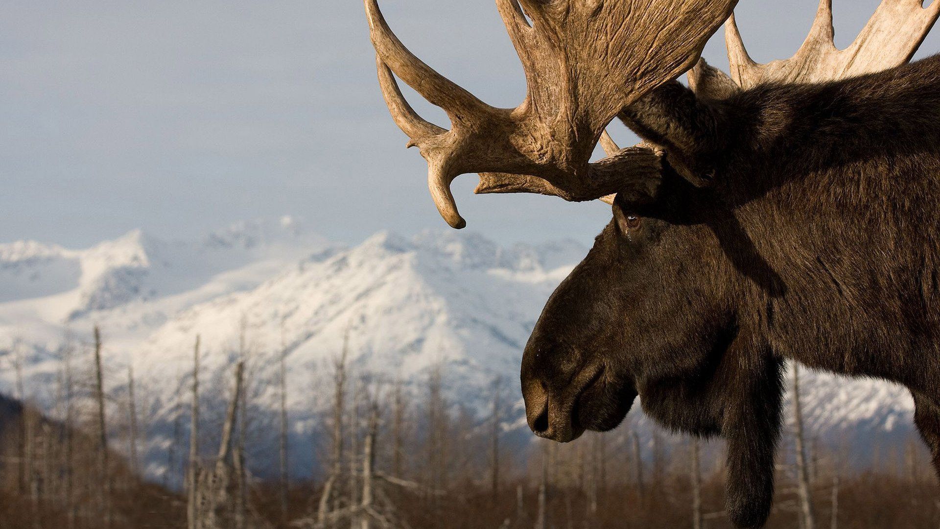 Moose Art Wallpapers - Wallpaper Cave