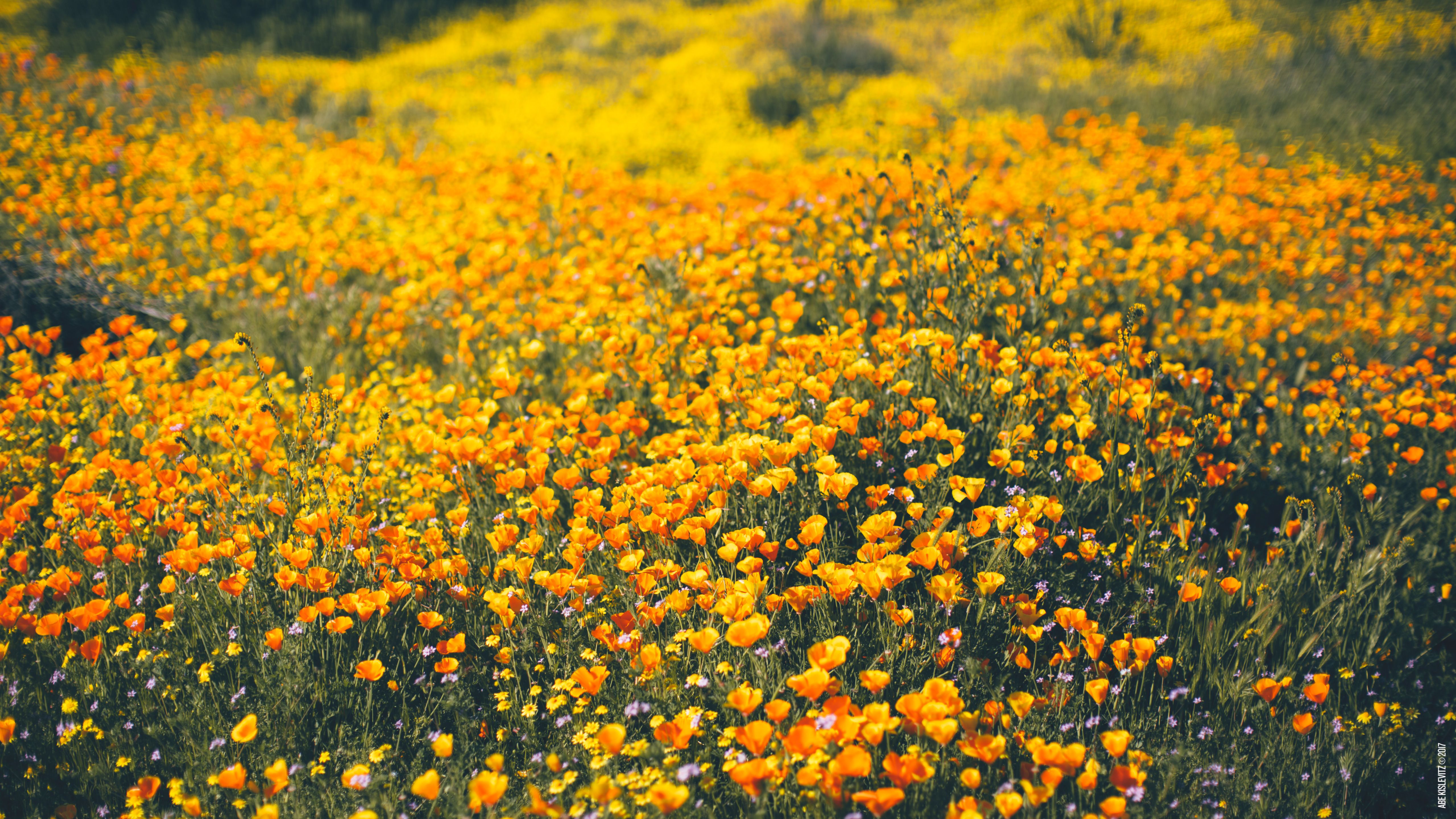 Spring 5k Wallpapers - Wallpaper Cave