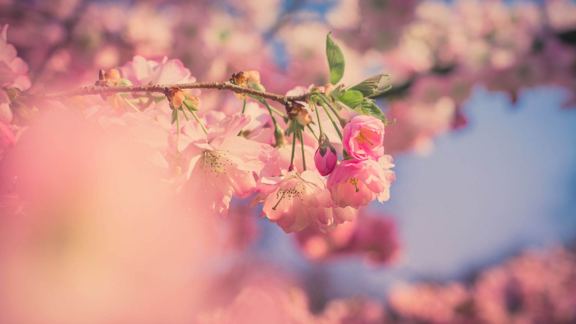 Spring Blur Wallpapers - Wallpaper Cave
