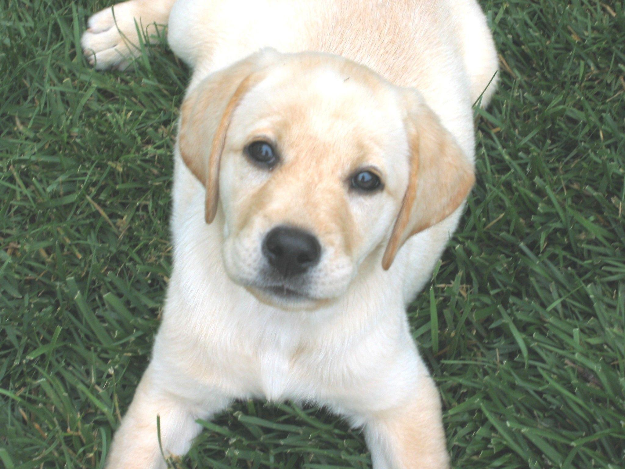 Golden Lab Wallpapers - Wallpaper Cave