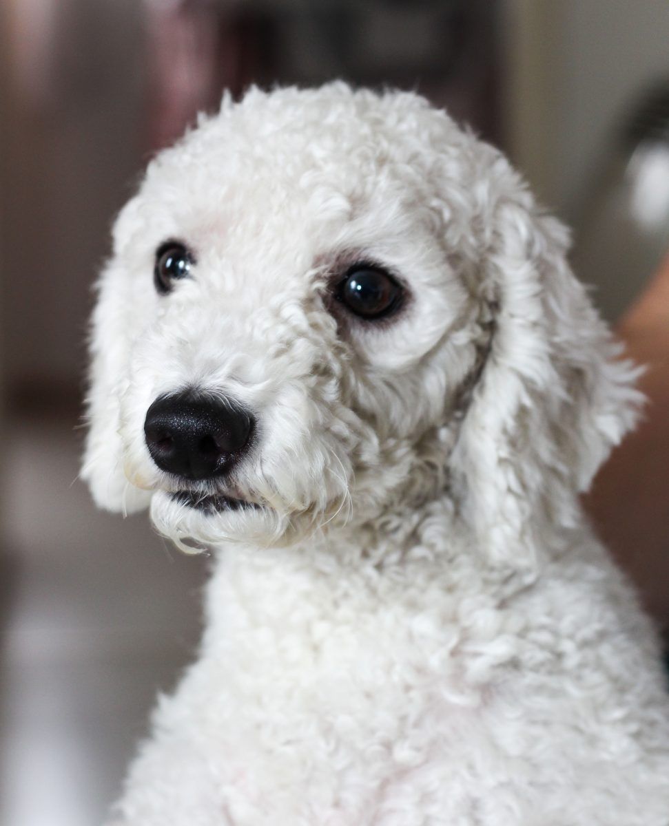 White Poodle Wallpapers - Wallpaper Cave