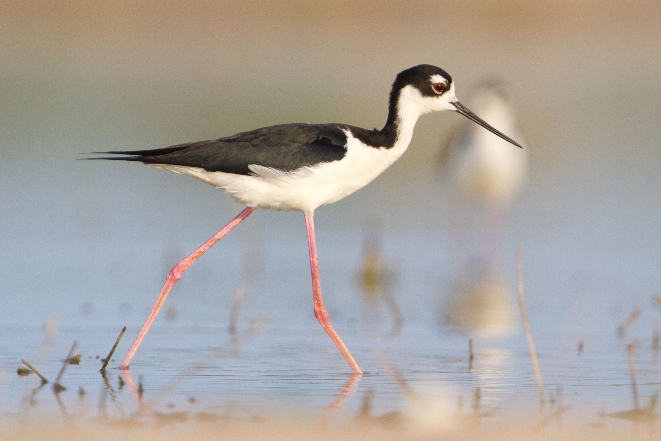 Black Necked Stilt Wallpapers - Wallpaper Cave