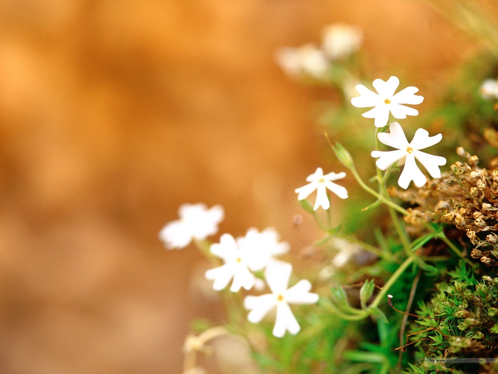 Warm Spring Wallpapers - Wallpaper Cave