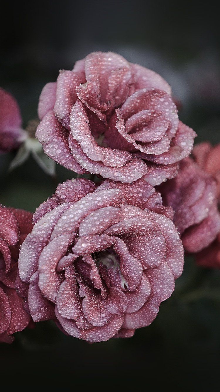 Summer Nature iPhone Wallpapers - Wallpaper Cave