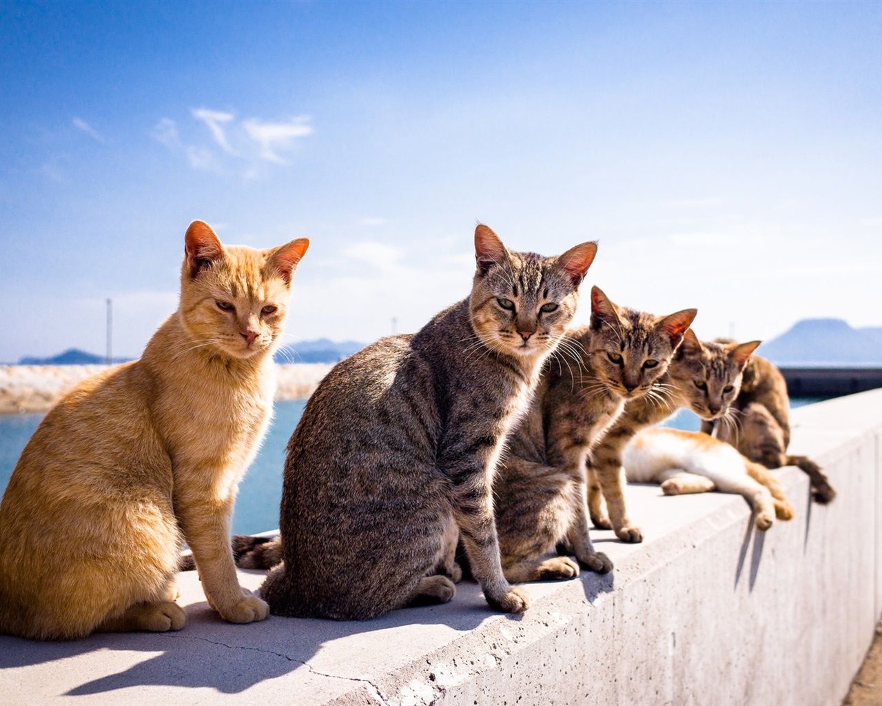 Summer Kittens Wallpapers - Wallpaper Cave