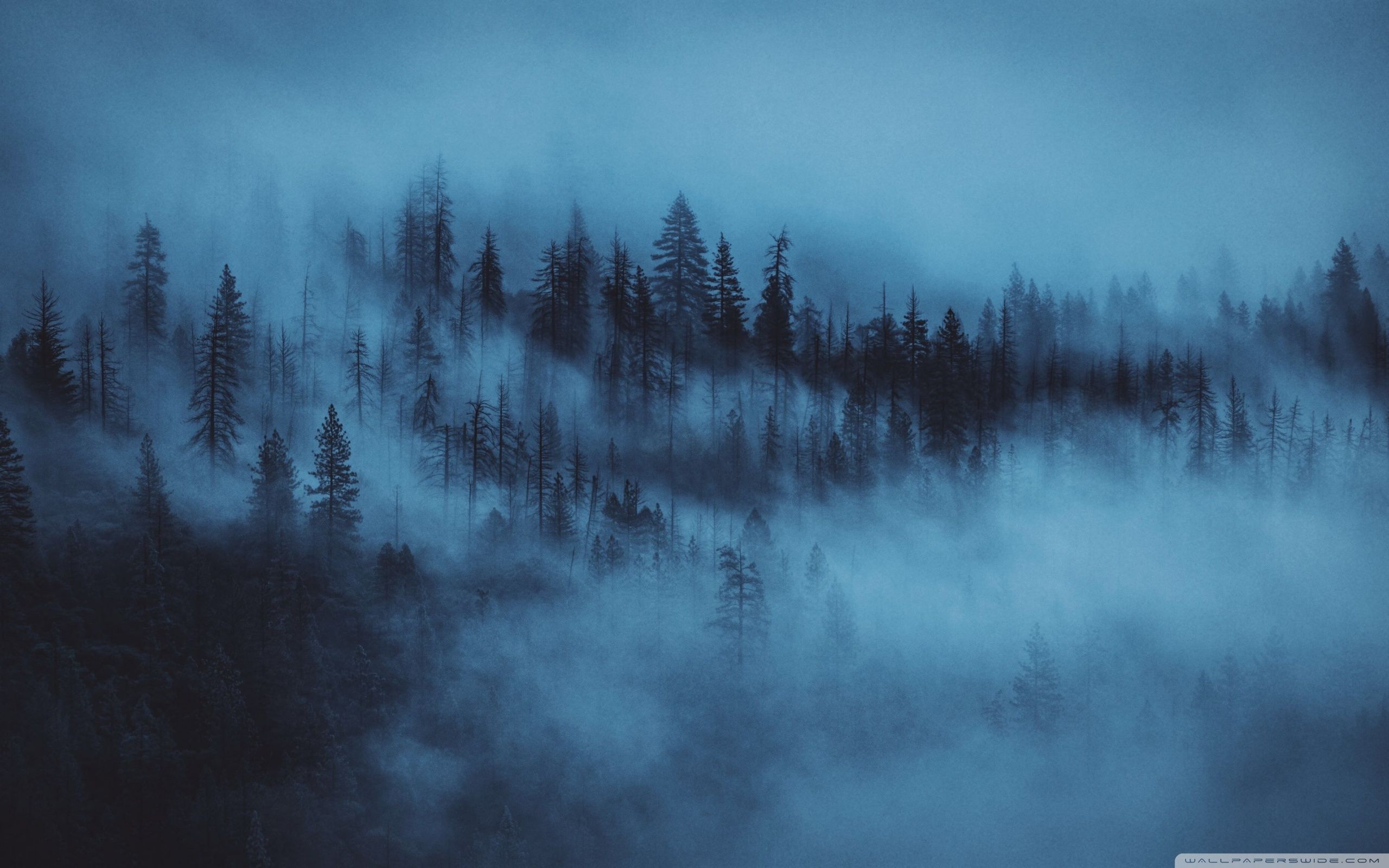 Twilight Forest Wallpapers Wallpaper Cave