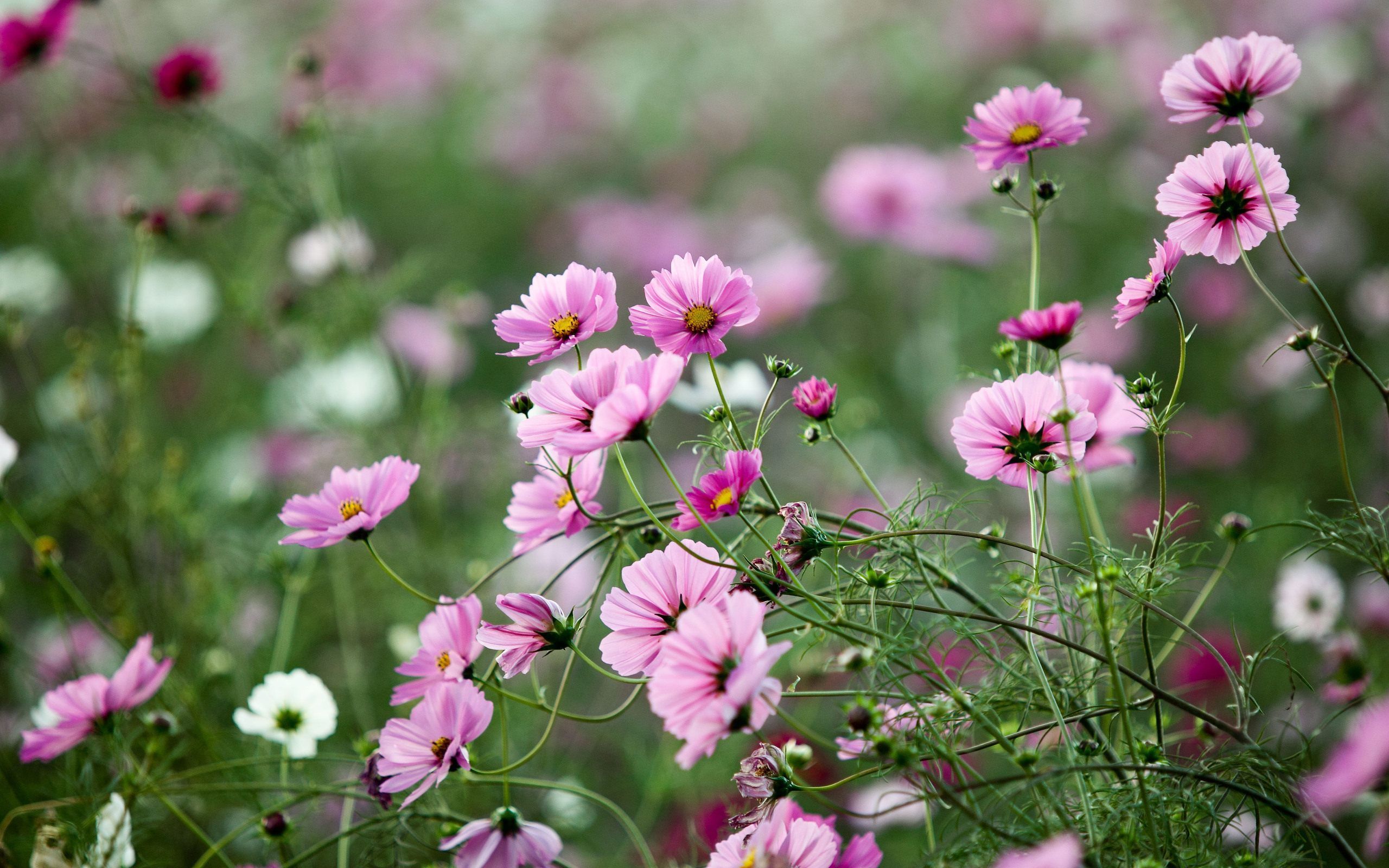 Little Spring Flowers Wallpapers - Wallpaper Cave
