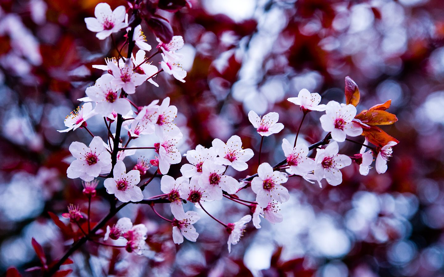Little Spring Flowers Wallpapers - Wallpaper Cave