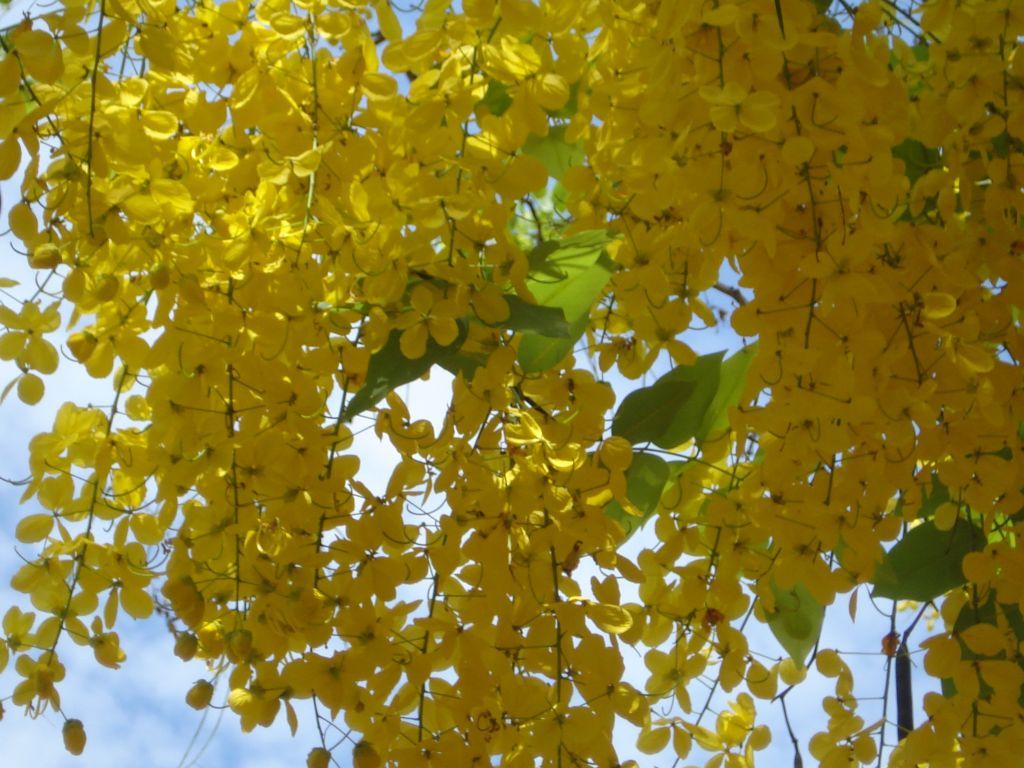 Kanikkonna Wallpapers - Wallpaper Cave