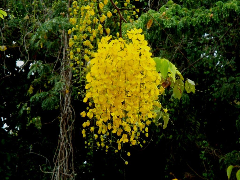 Kanikkonna Wallpapers - Wallpaper Cave