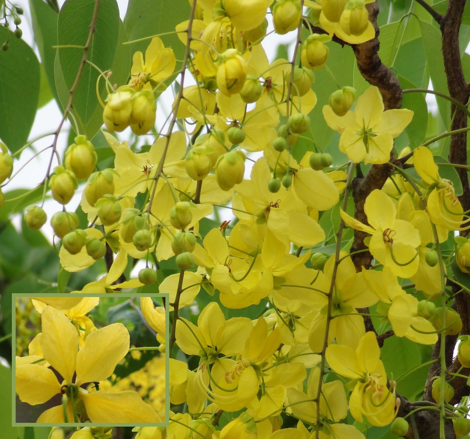 Kanikkonna Wallpapers - Wallpaper Cave