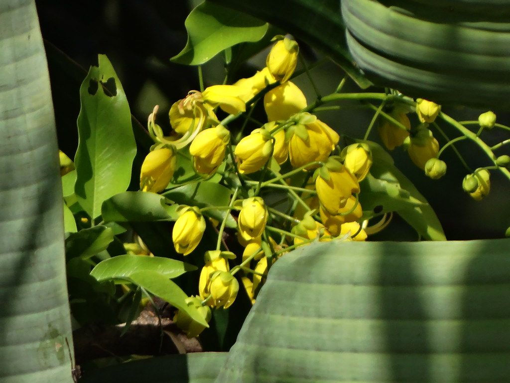 Kanikkonna Wallpapers - Wallpaper Cave