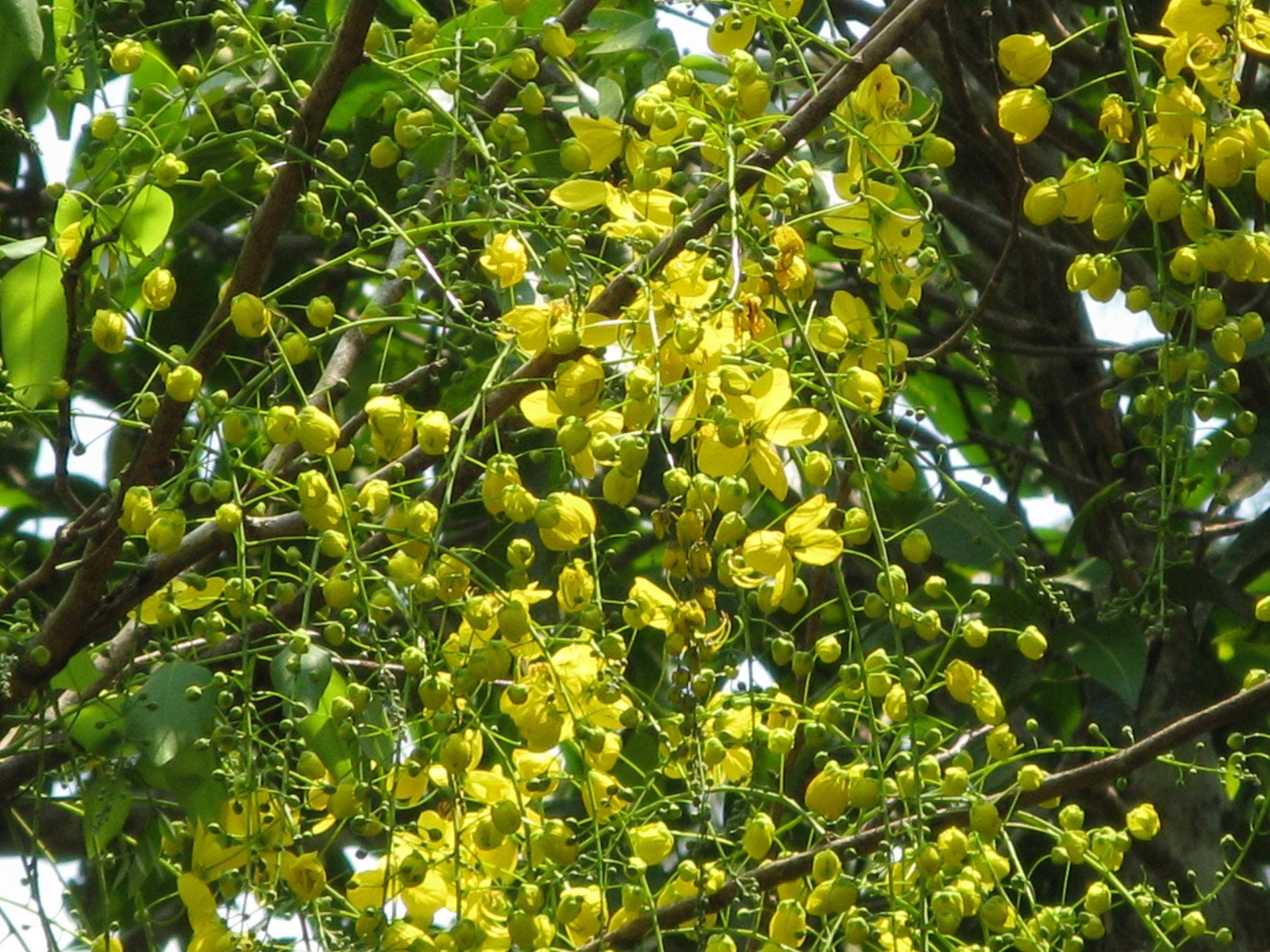 Kanikkonna Wallpapers - Wallpaper Cave