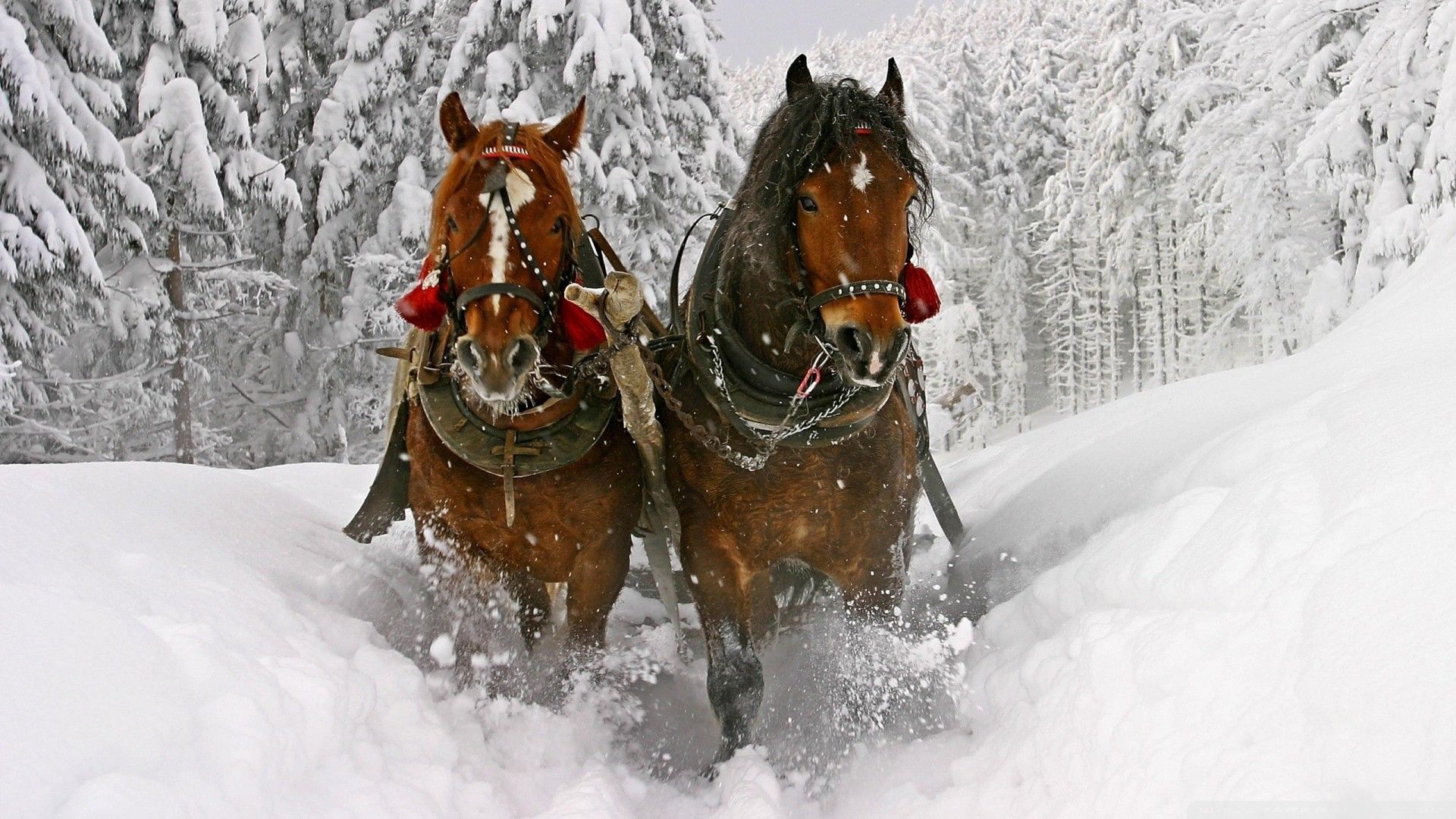 Draft Horse Wallpapers - Wallpaper Cave