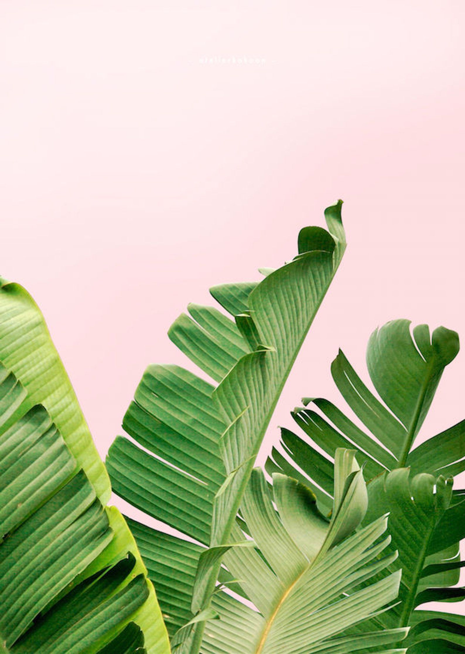 Summer Print Wallpapers - Wallpaper Cave