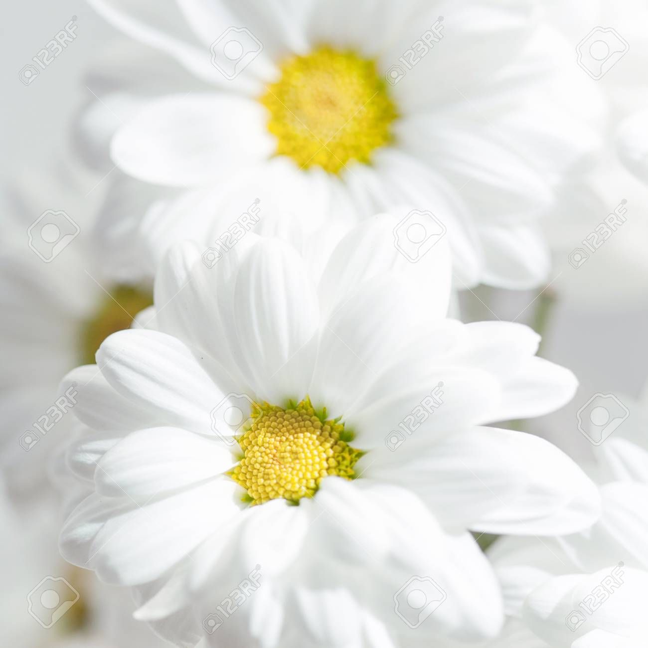 Spring White Flowers Wallpapers - Wallpaper Cave