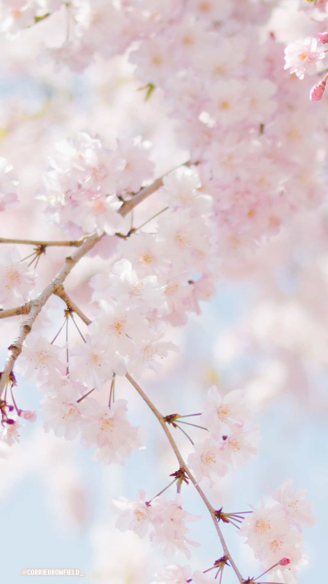 Pink Pastel Spring Wallpapers - Wallpaper Cave