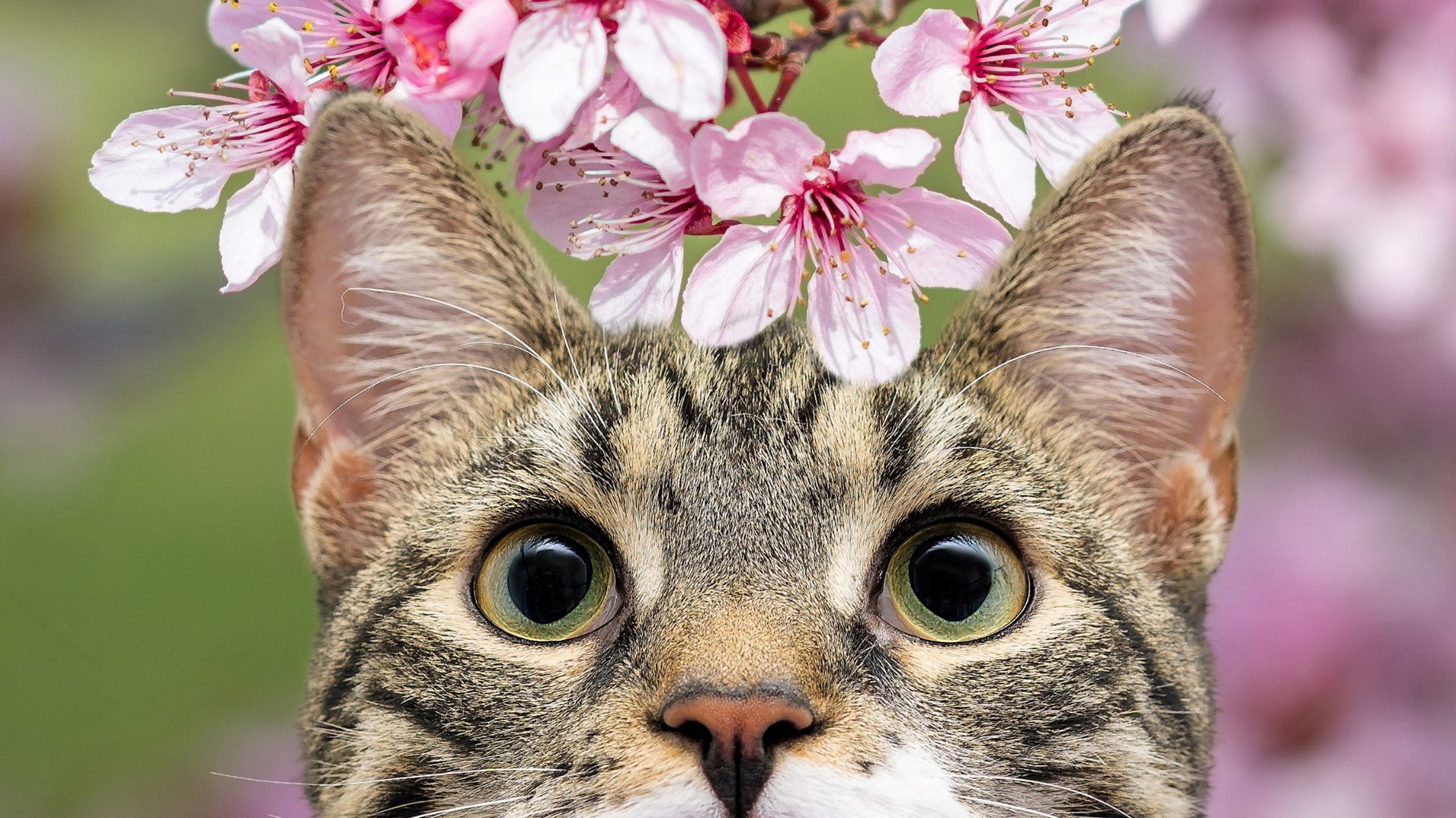 Kitten Spring Wallpapers - Wallpaper Cave