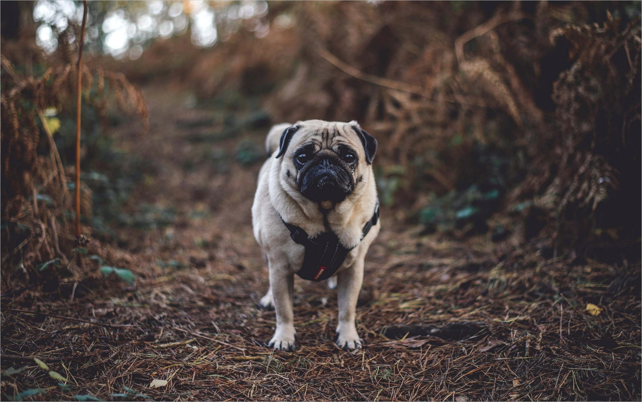 Happy Dog 4k Wallpapers - Wallpaper Cave