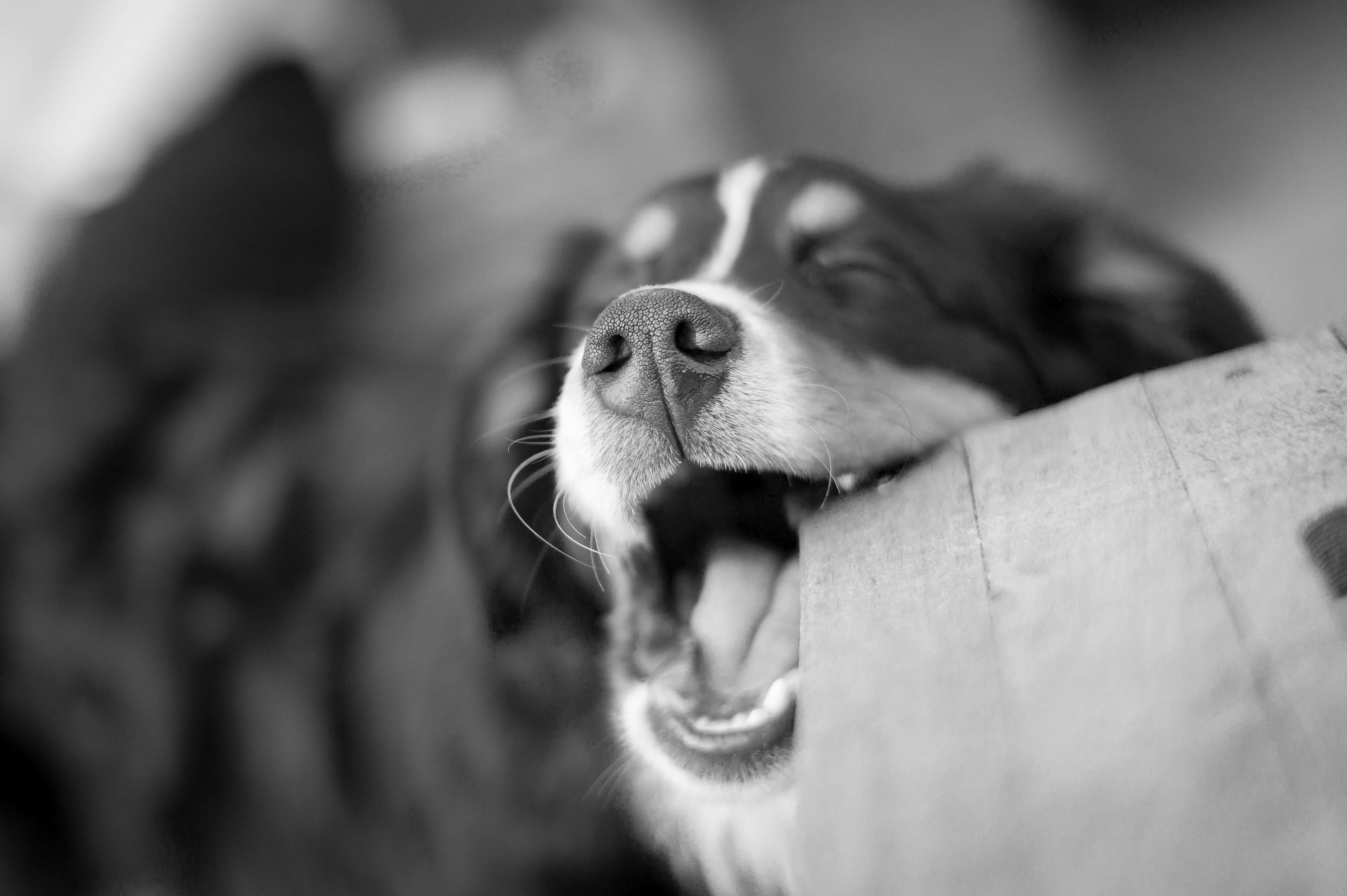 Happy Dog 4k Wallpapers - Wallpaper Cave