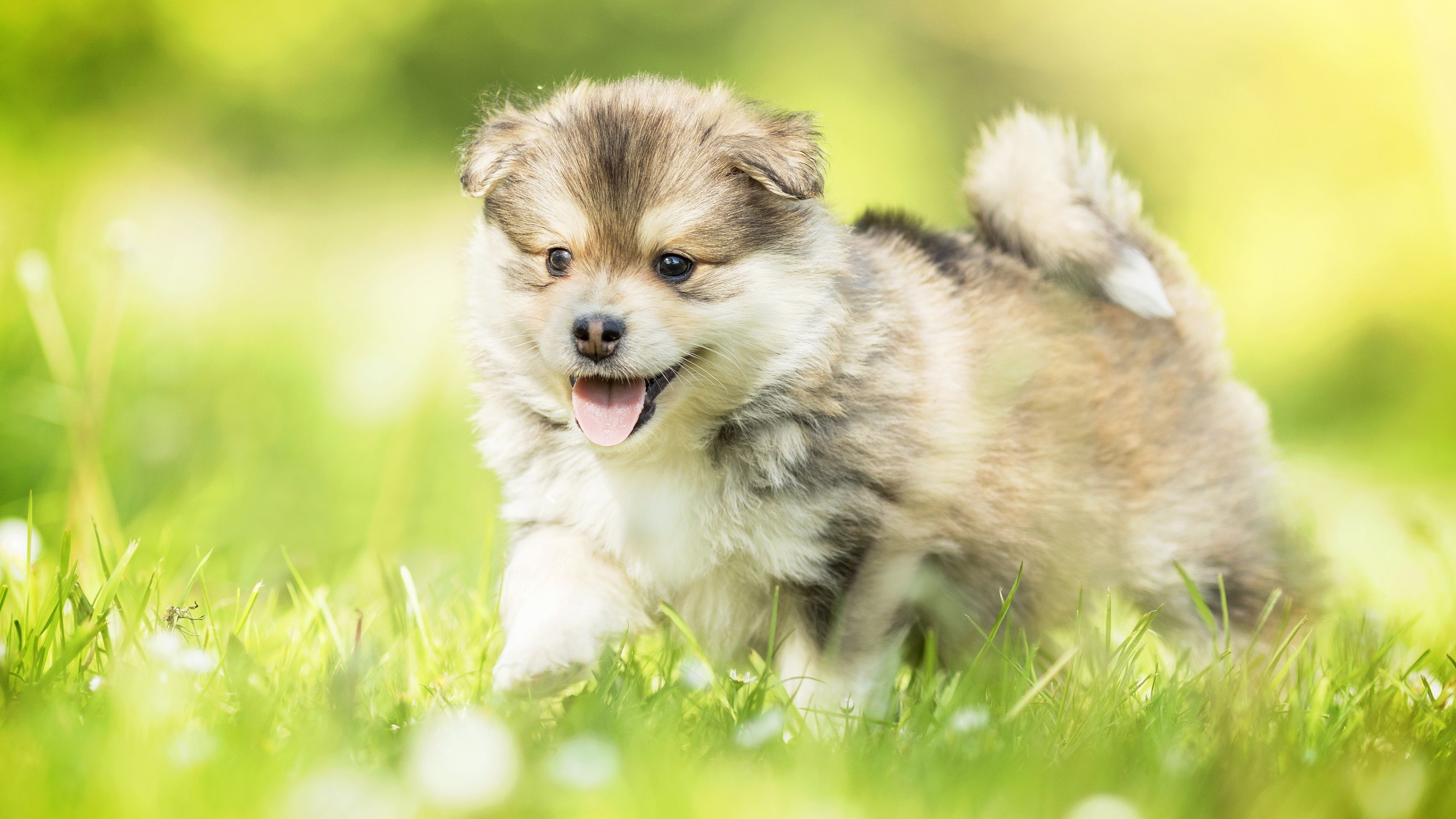 Happy Puppy Wallpapers - Wallpaper Cave