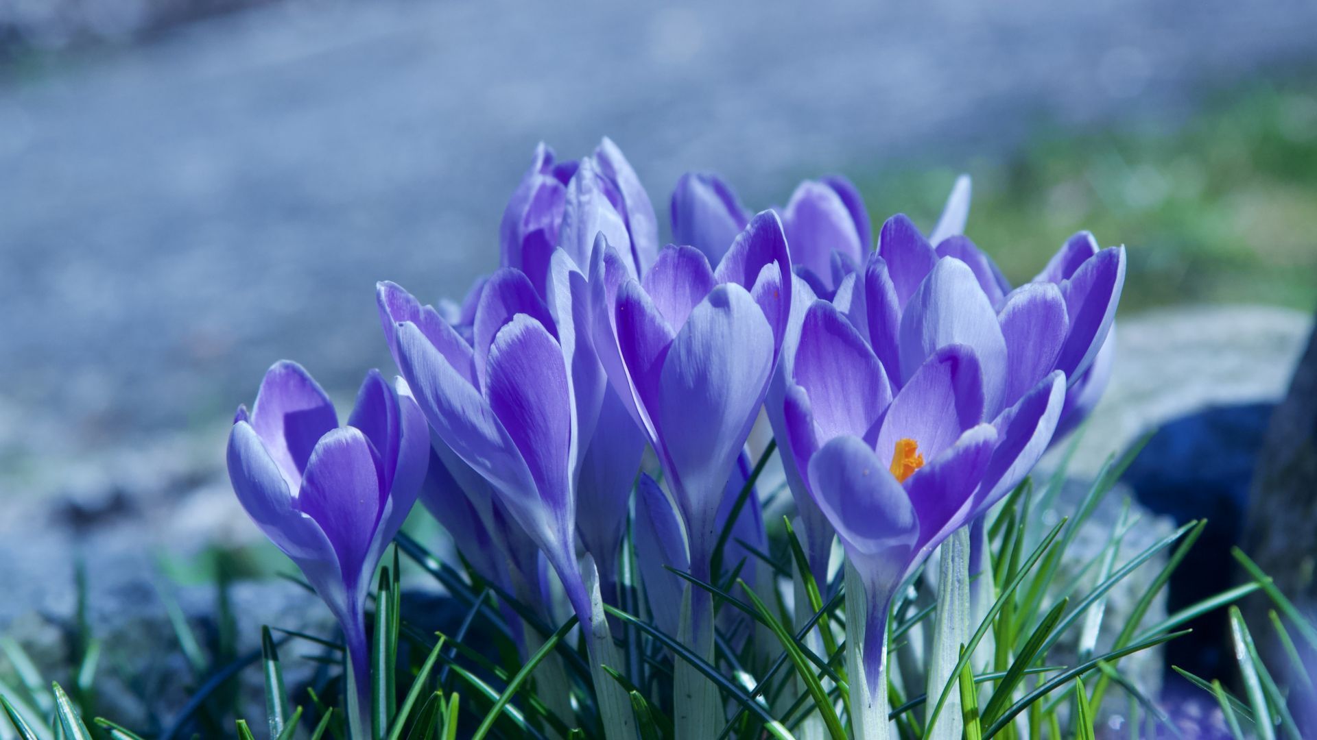 Purple Flowers Spring Wallpapers - Wallpaper Cave