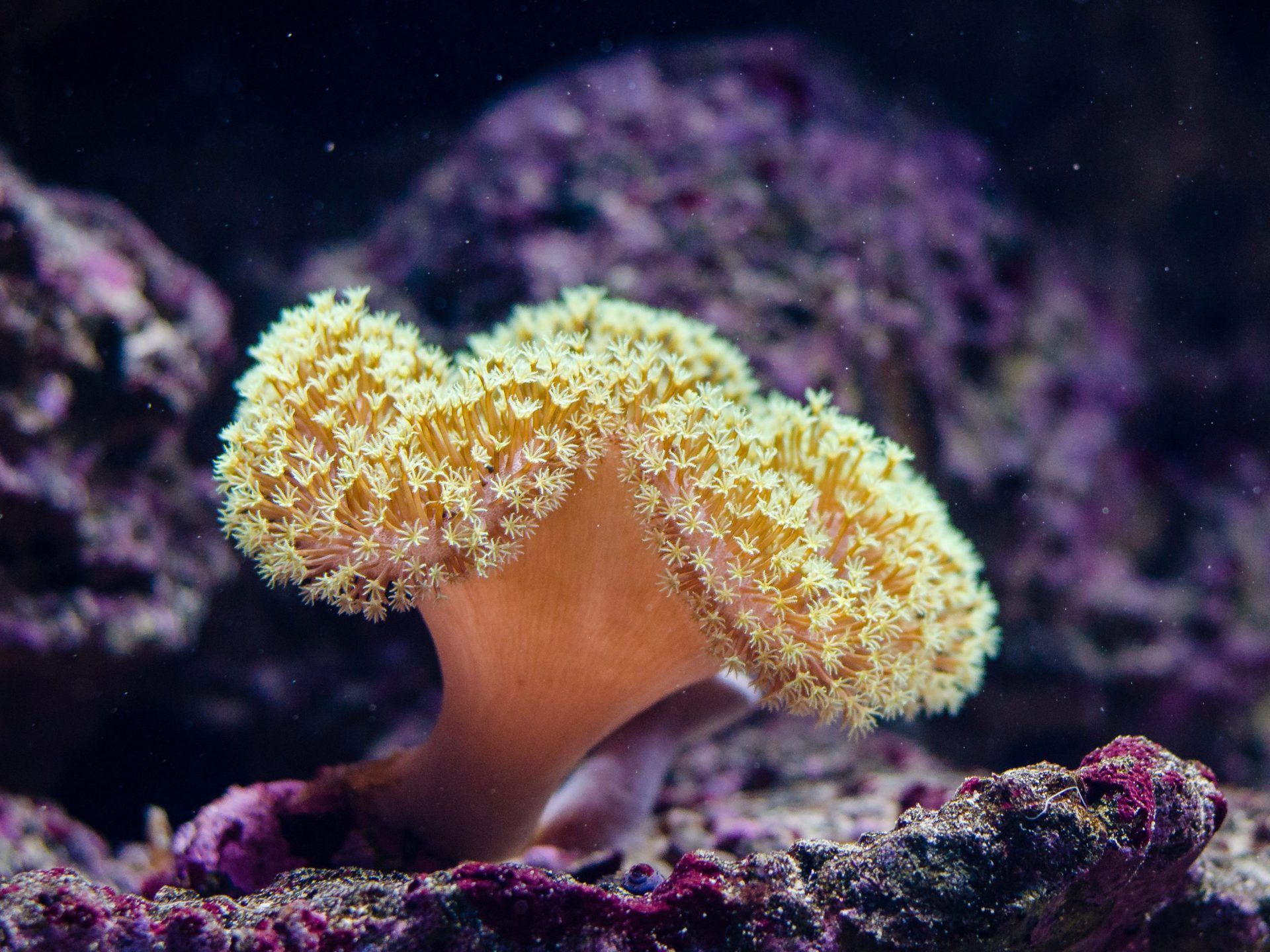 4k Coral Wallpapers - Wallpaper Cave