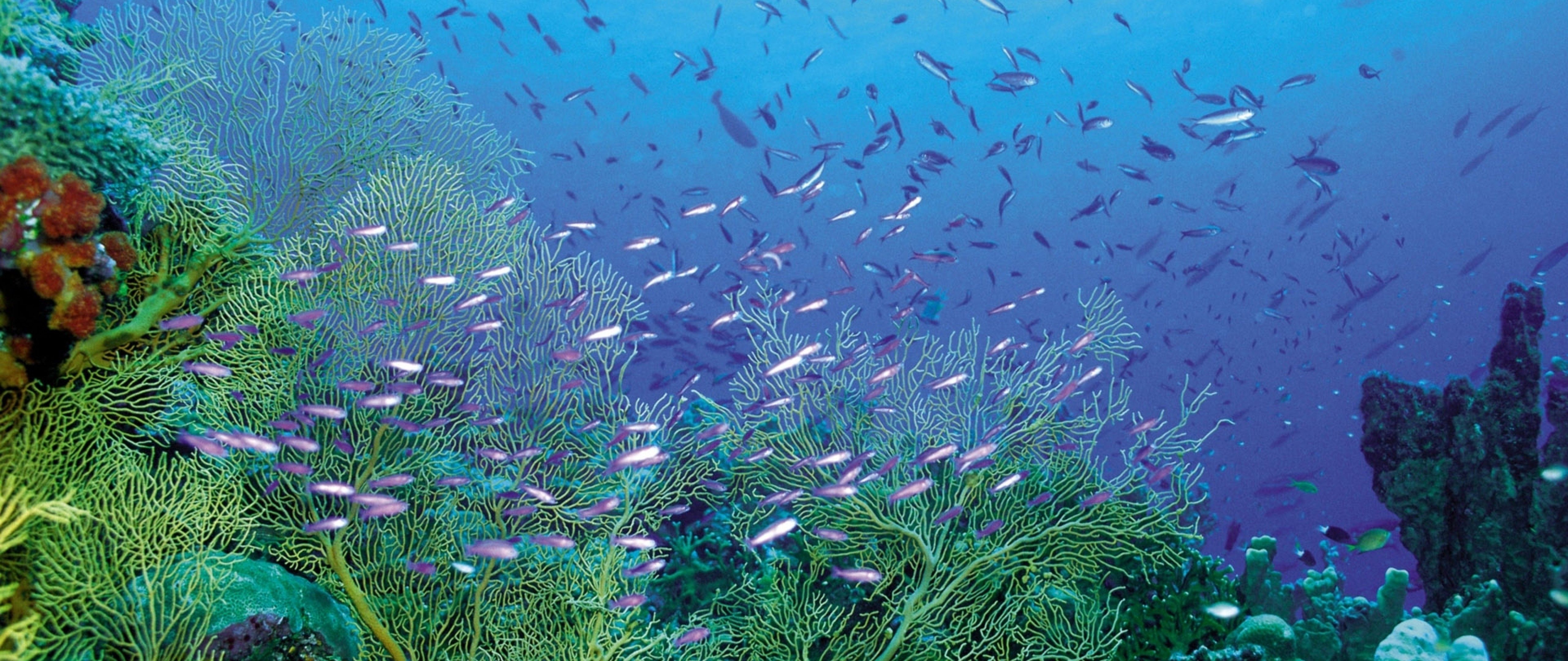 4k Coral Wallpapers - Wallpaper Cave