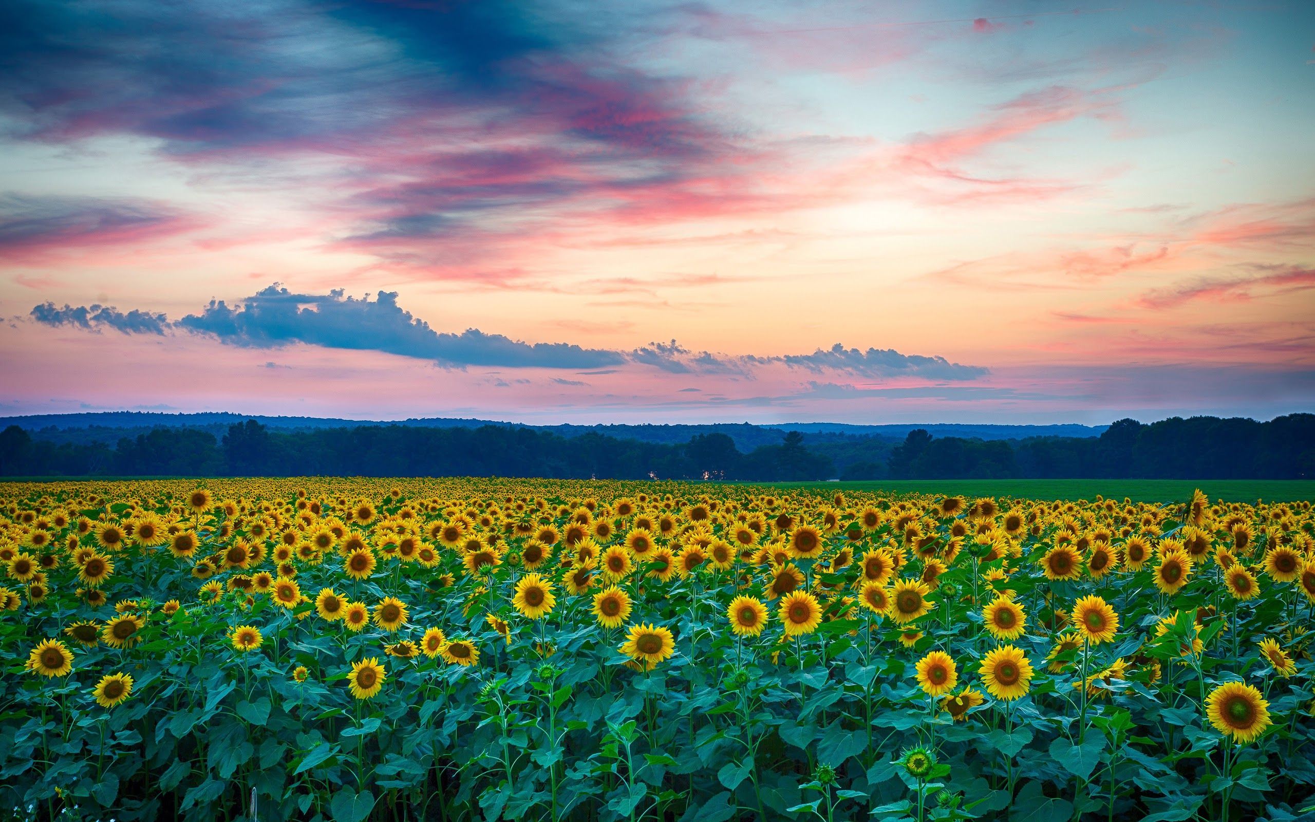 Sunflower 4k Wallpapers Wallpaper Cave Sunflower 4k Wallpapers Wallpaper Cave