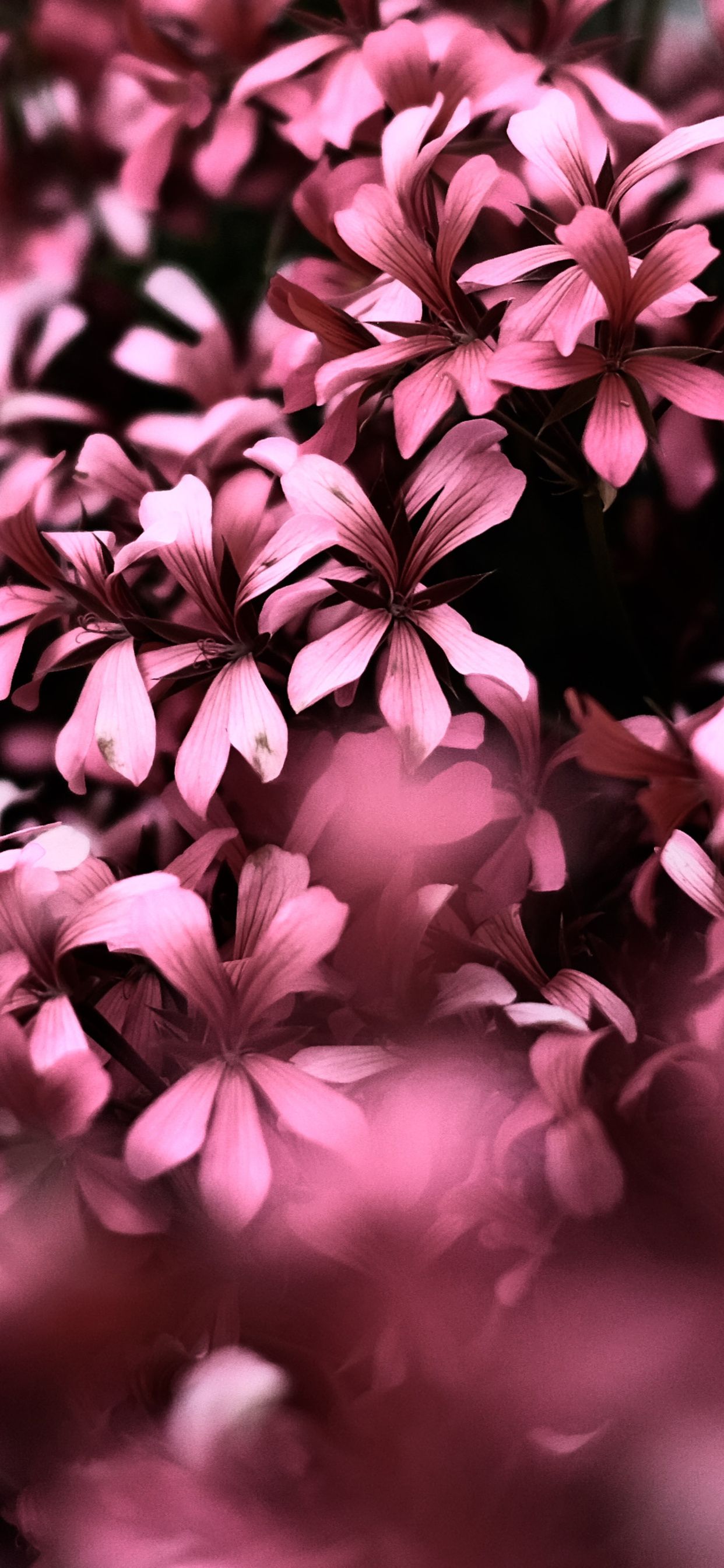 Flower Ultra HD Wallpapers - Wallpaper Cave
