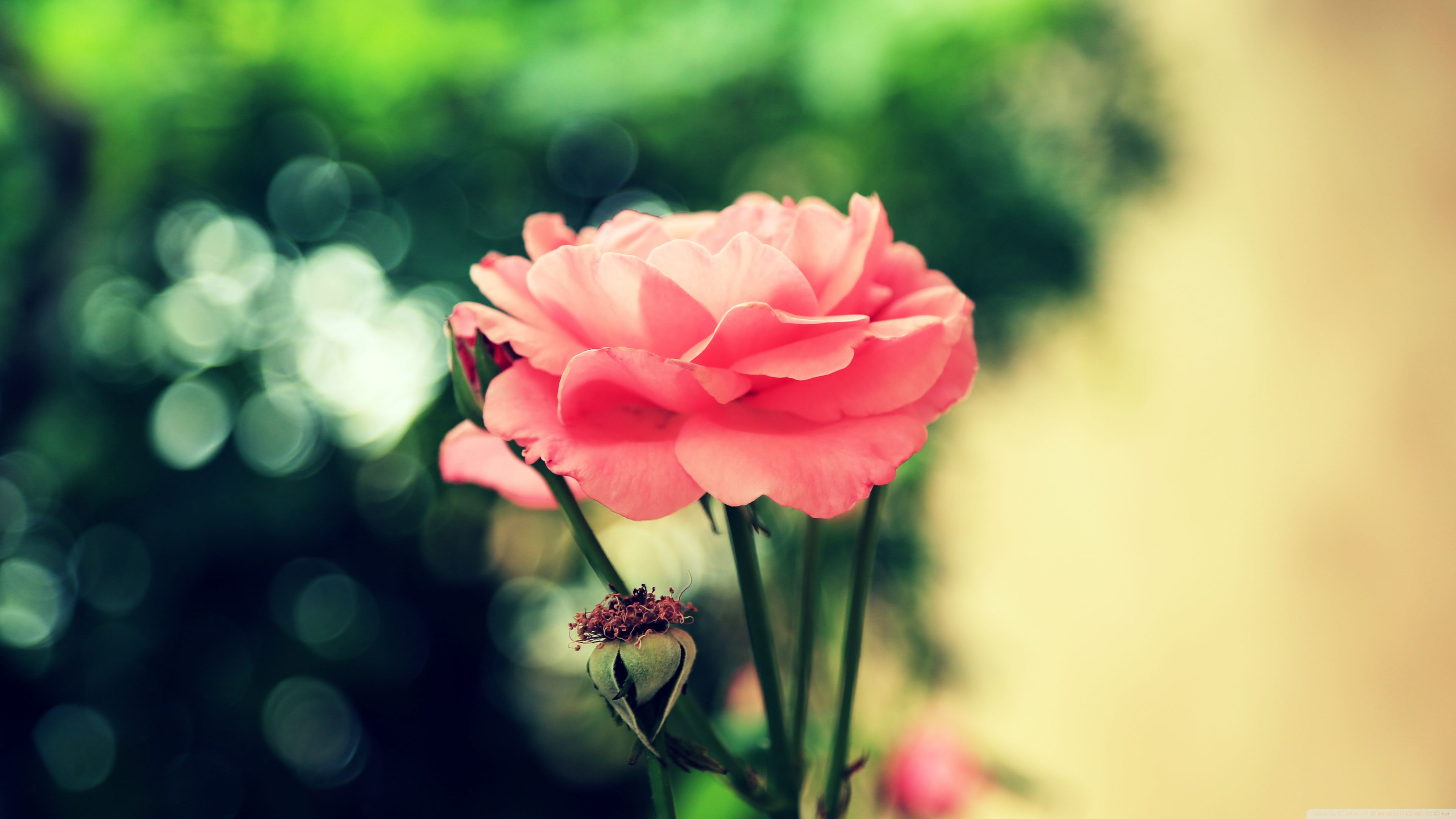 Flower Ultra HD Wallpapers - Wallpaper Cave