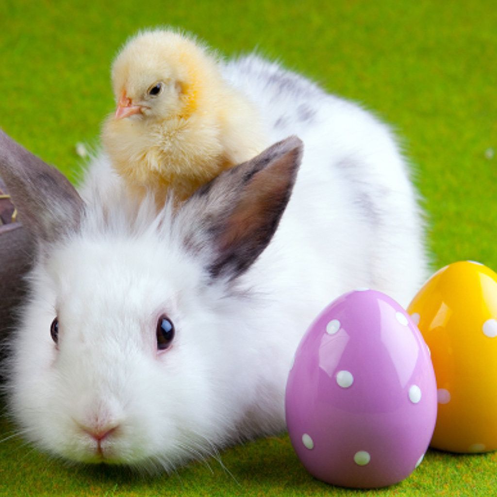 Bunnies And Chickens Wallpapers - Wallpaper Cave