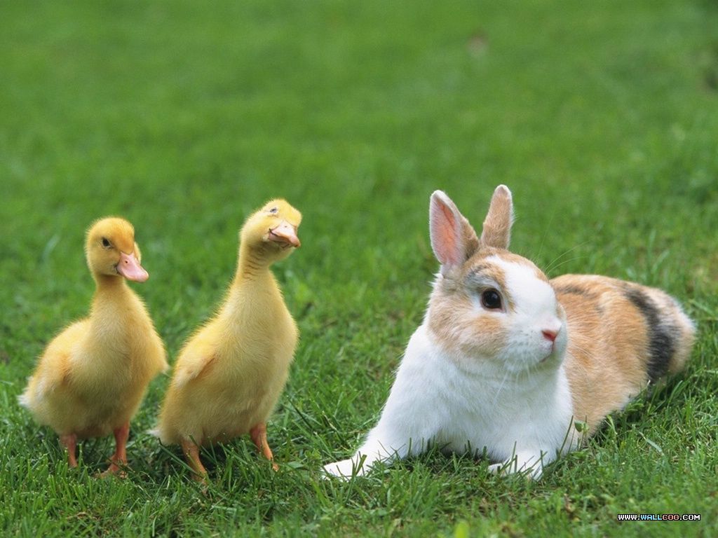 Bunnies And Chickens Wallpapers - Wallpaper Cave