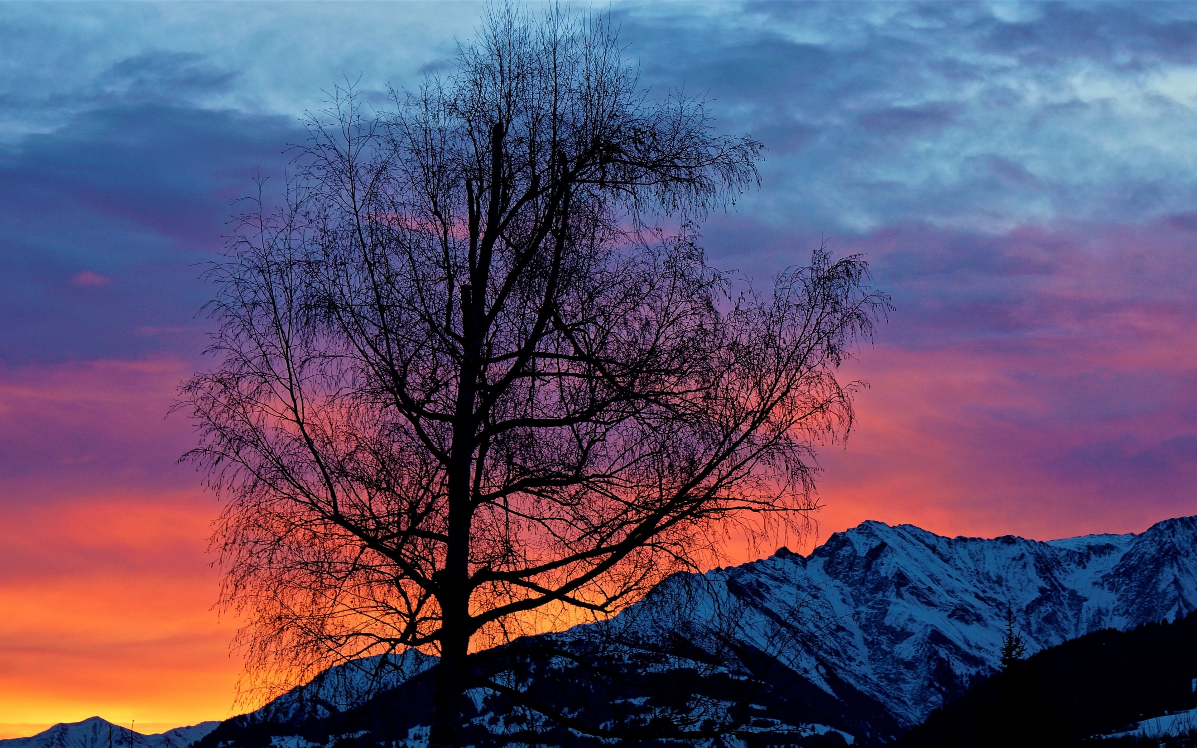 4K Sunrise Tree Wallpapers - Wallpaper Cave