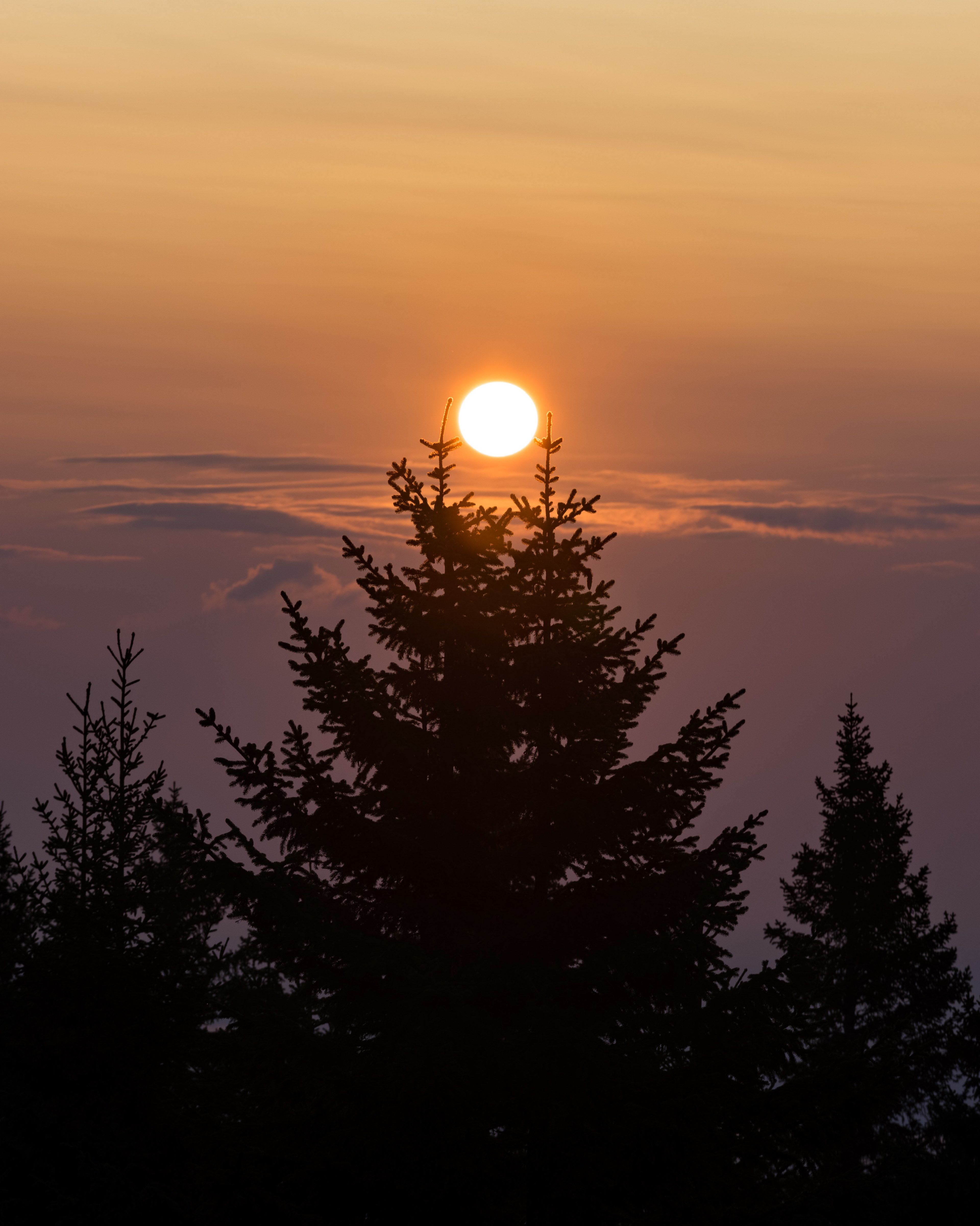 Trees Sunrise Wallpaper