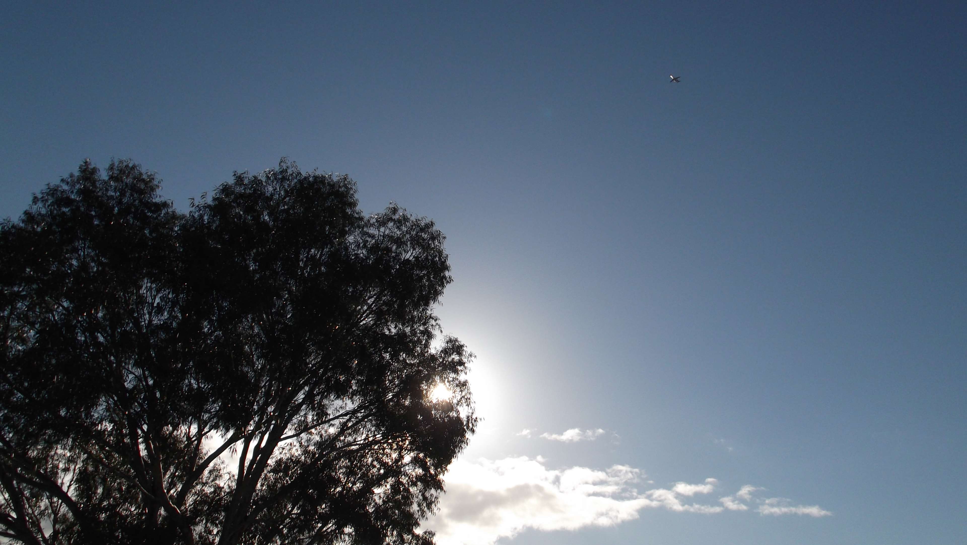 4K Sunrise Tree Wallpapers - Wallpaper Cave