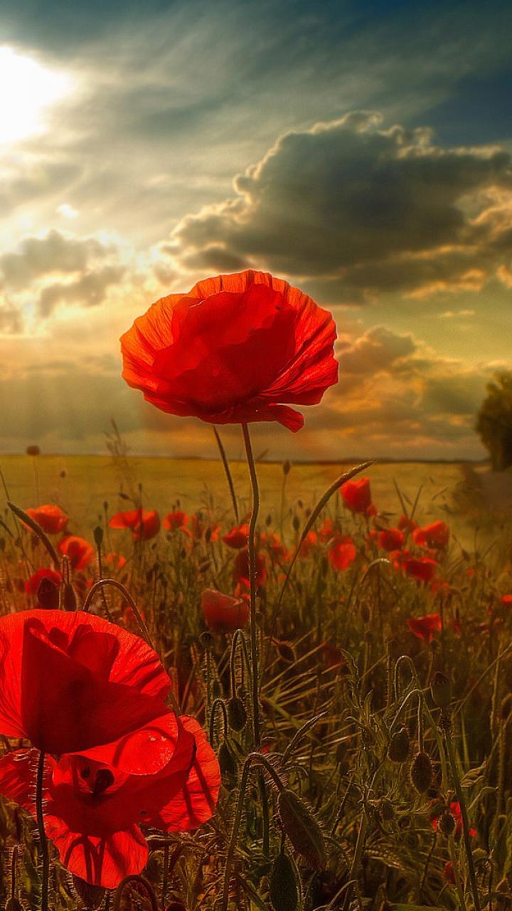 Anzac Wallpapers - Wallpaper Cave