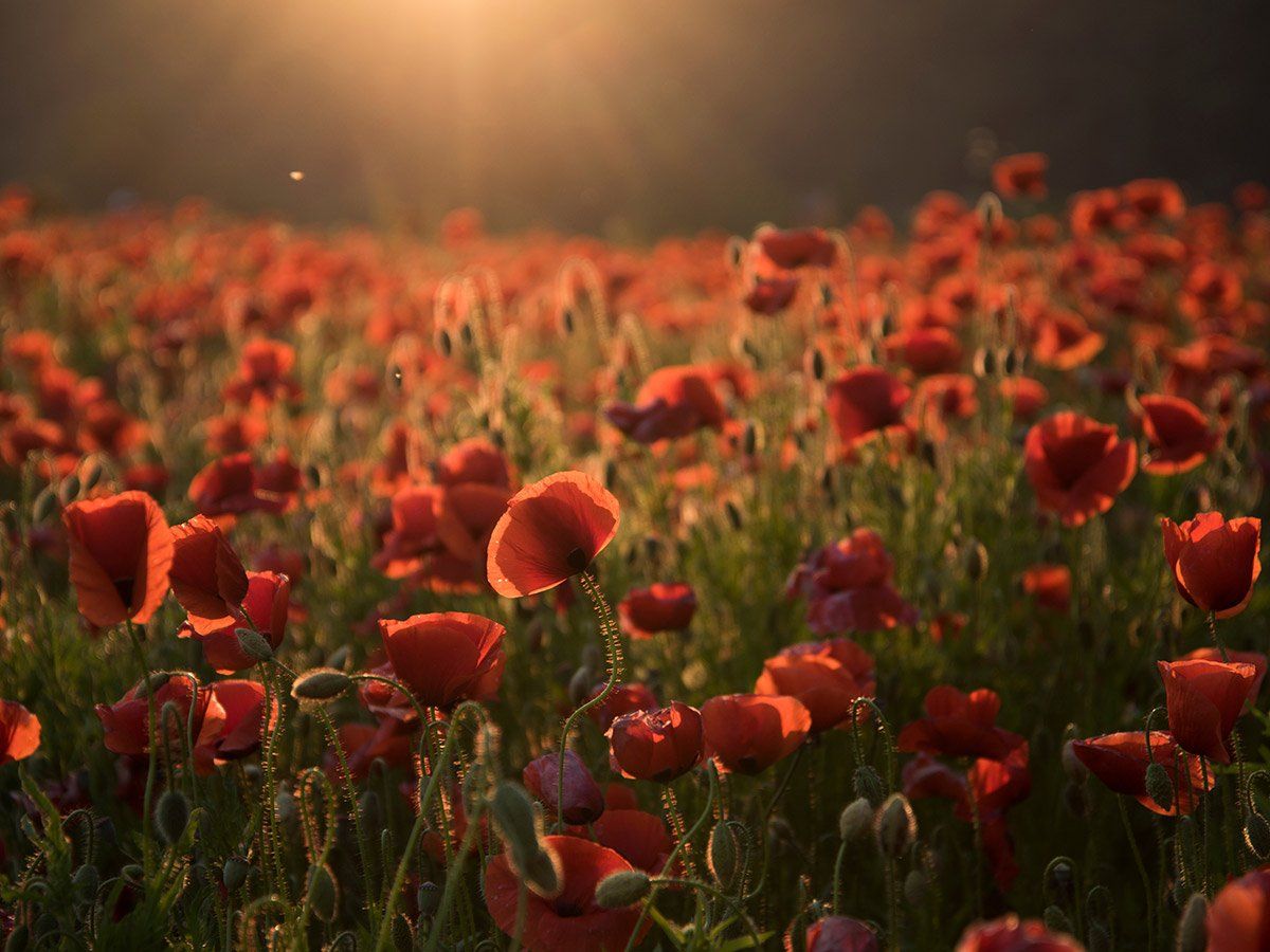 Anzac Wallpapers - Wallpaper Cave