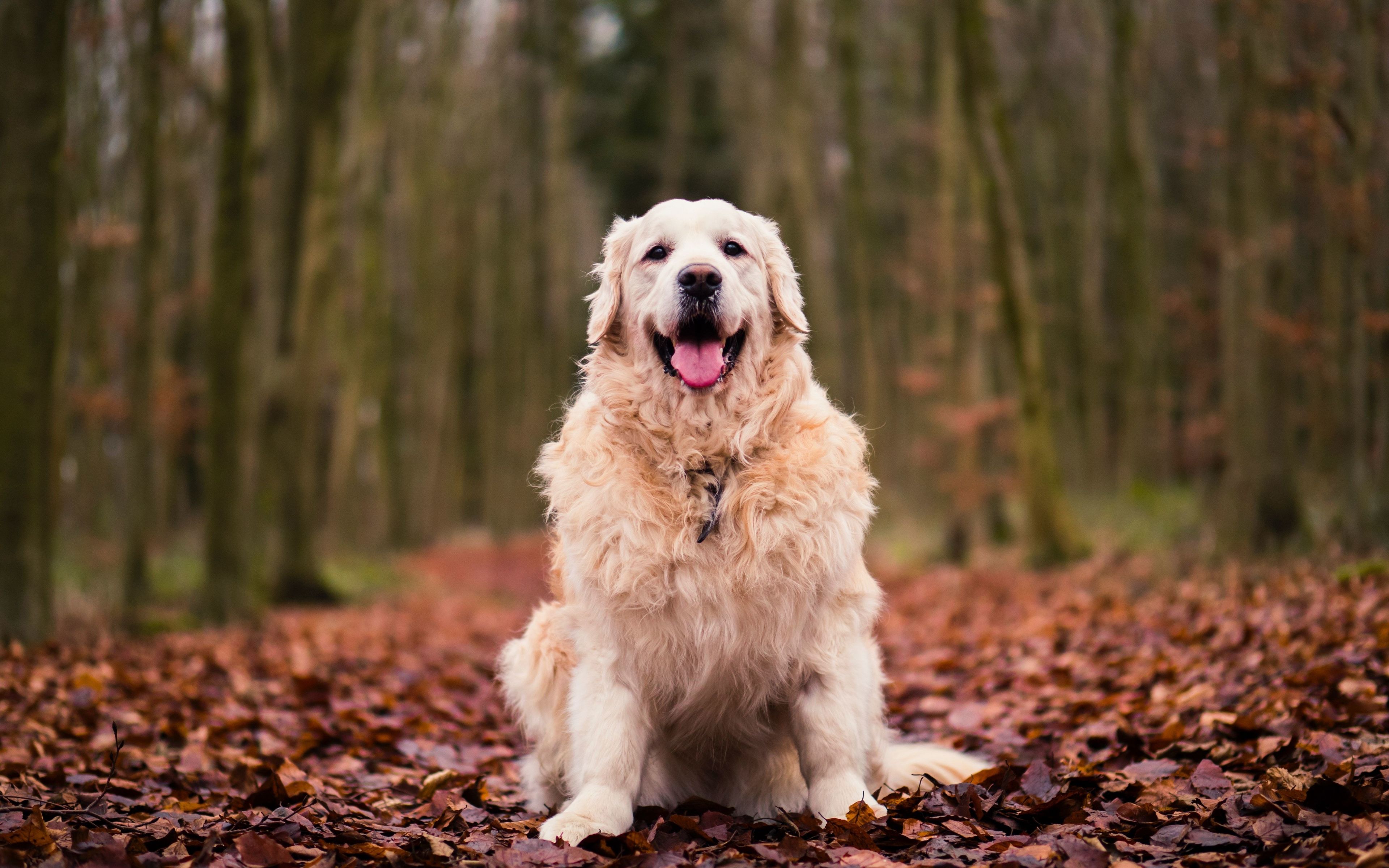 Dog 4k HD Wallpapers Wallpaper Cave