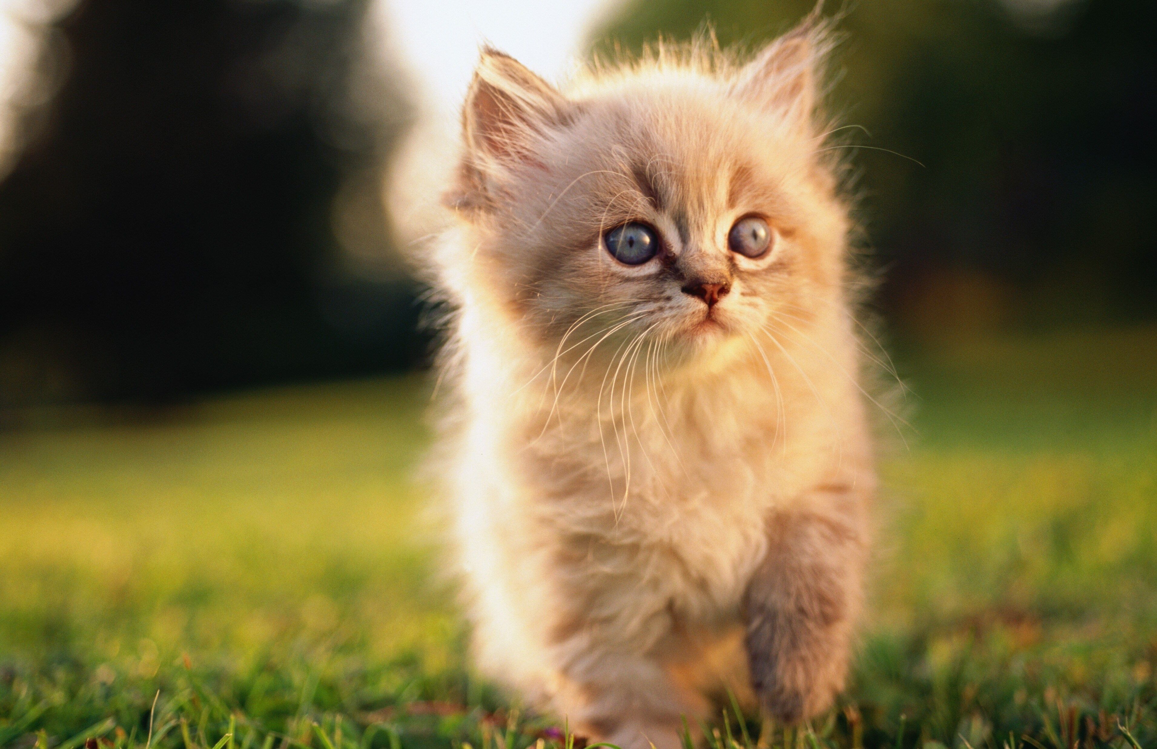 PC 4k Cat Wallpapers - Wallpaper Cave