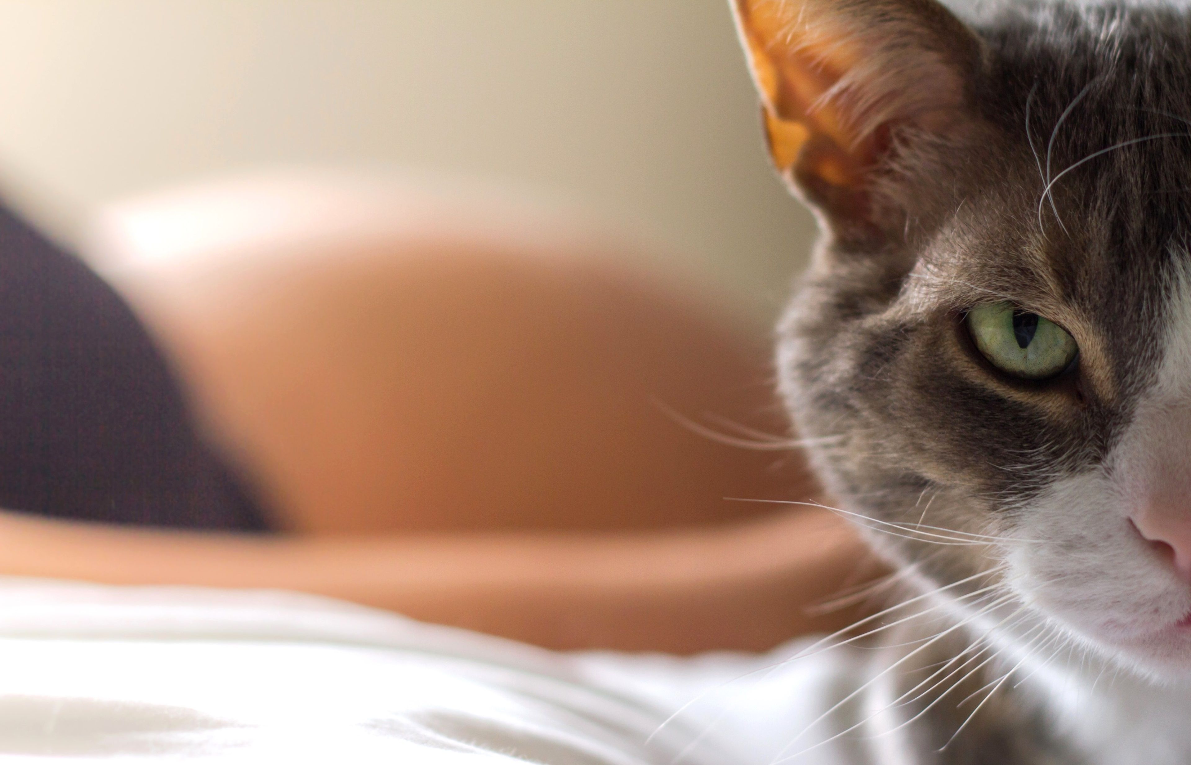 PC 4k Cat Wallpapers - Wallpaper Cave