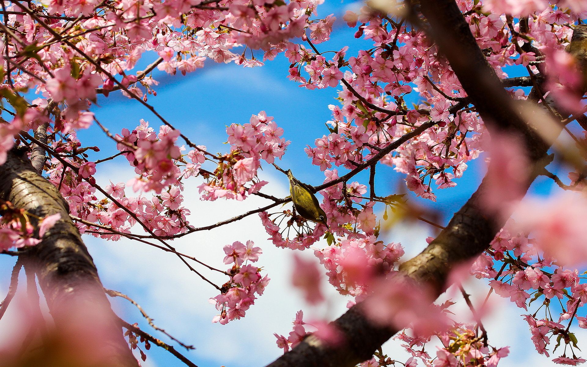 Spring HD Computer Wallpapers - Wallpaper Cave