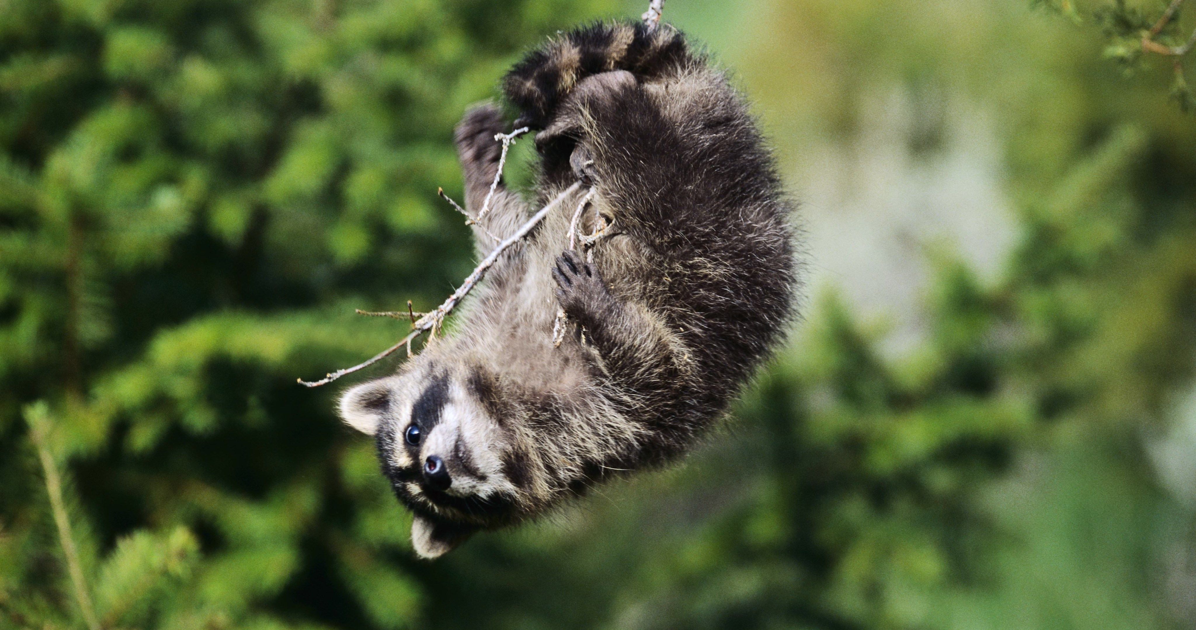 4k Raccoon Wallpapers - Wallpaper Cave