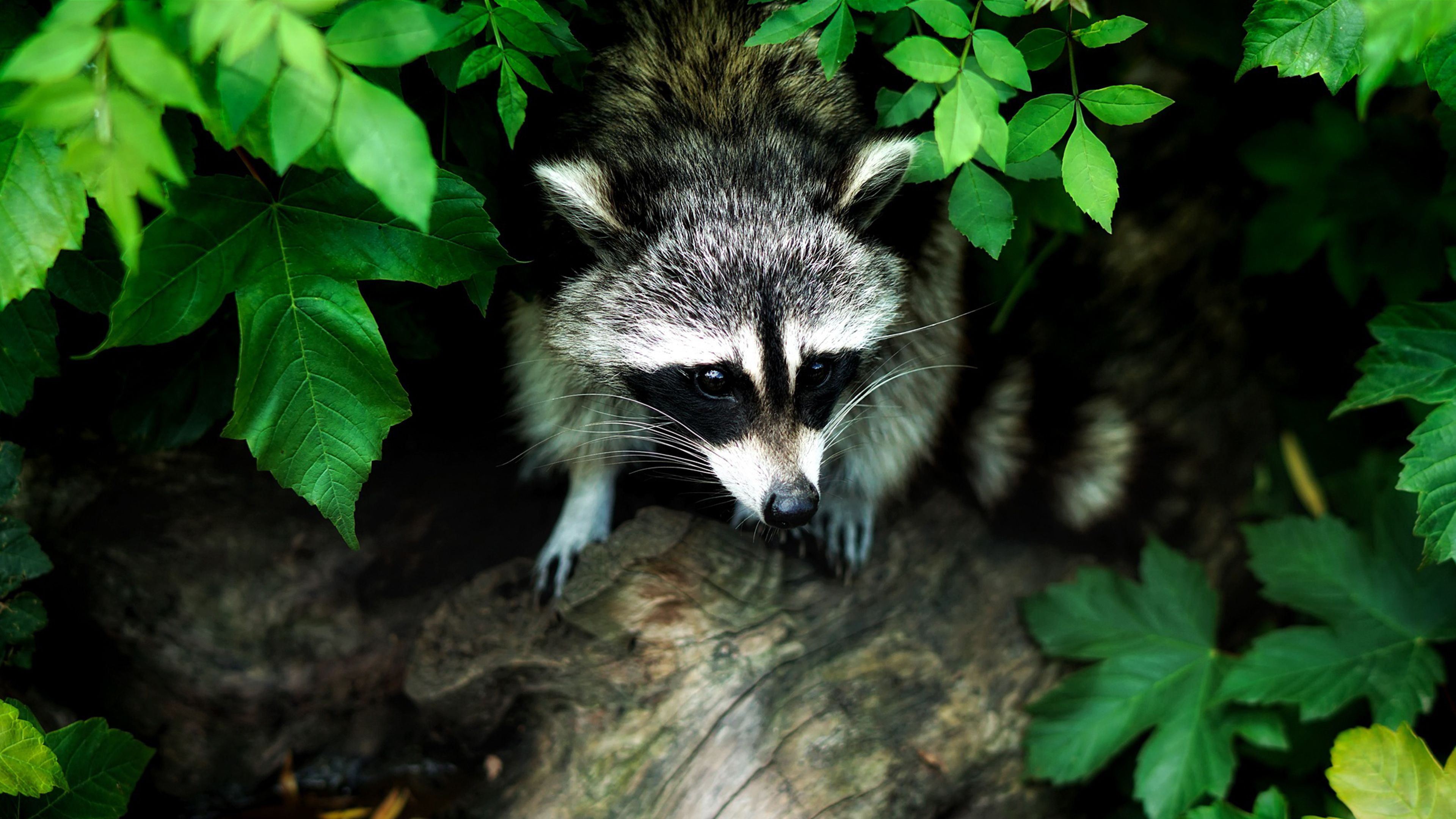 4k Raccoon Wallpapers - Wallpaper Cave