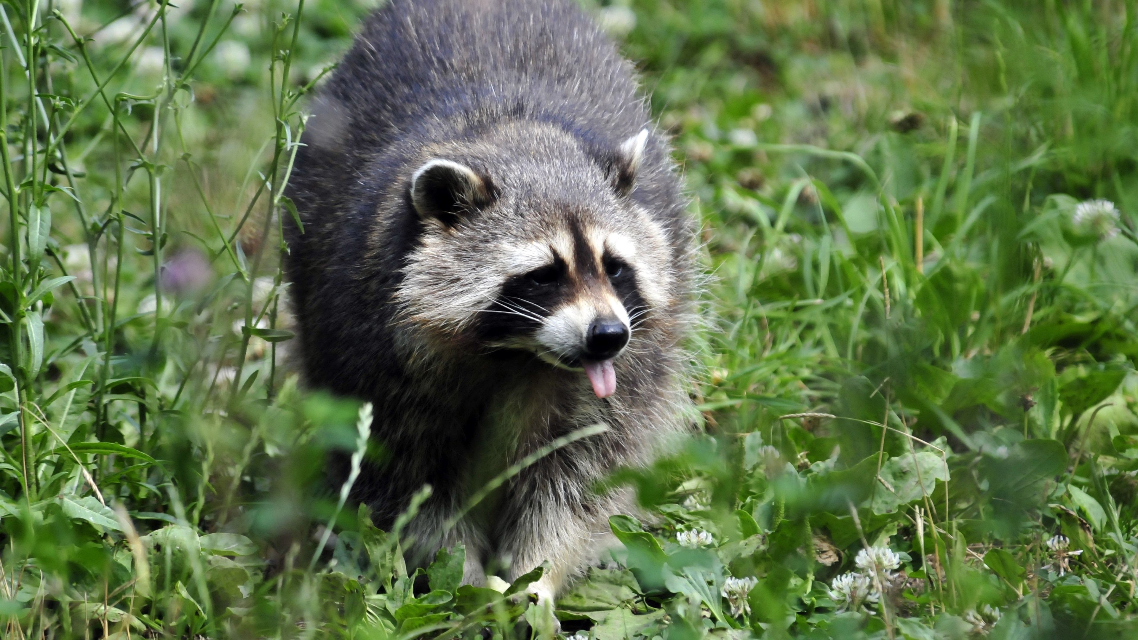 4k Raccoon Wallpapers - Wallpaper Cave